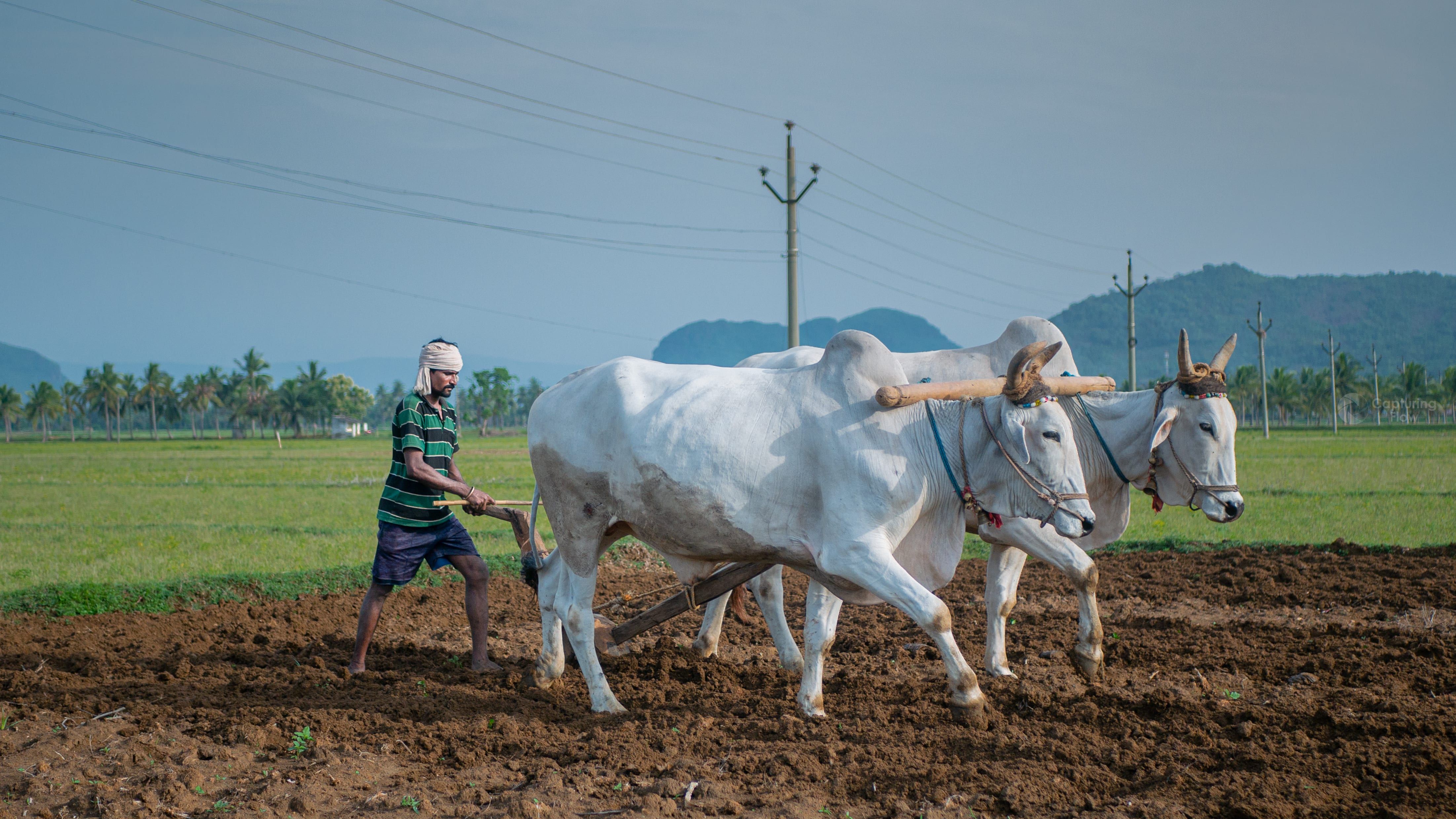 Ethnic farmer with bulls plowing land in countryside · Free Stock Photo