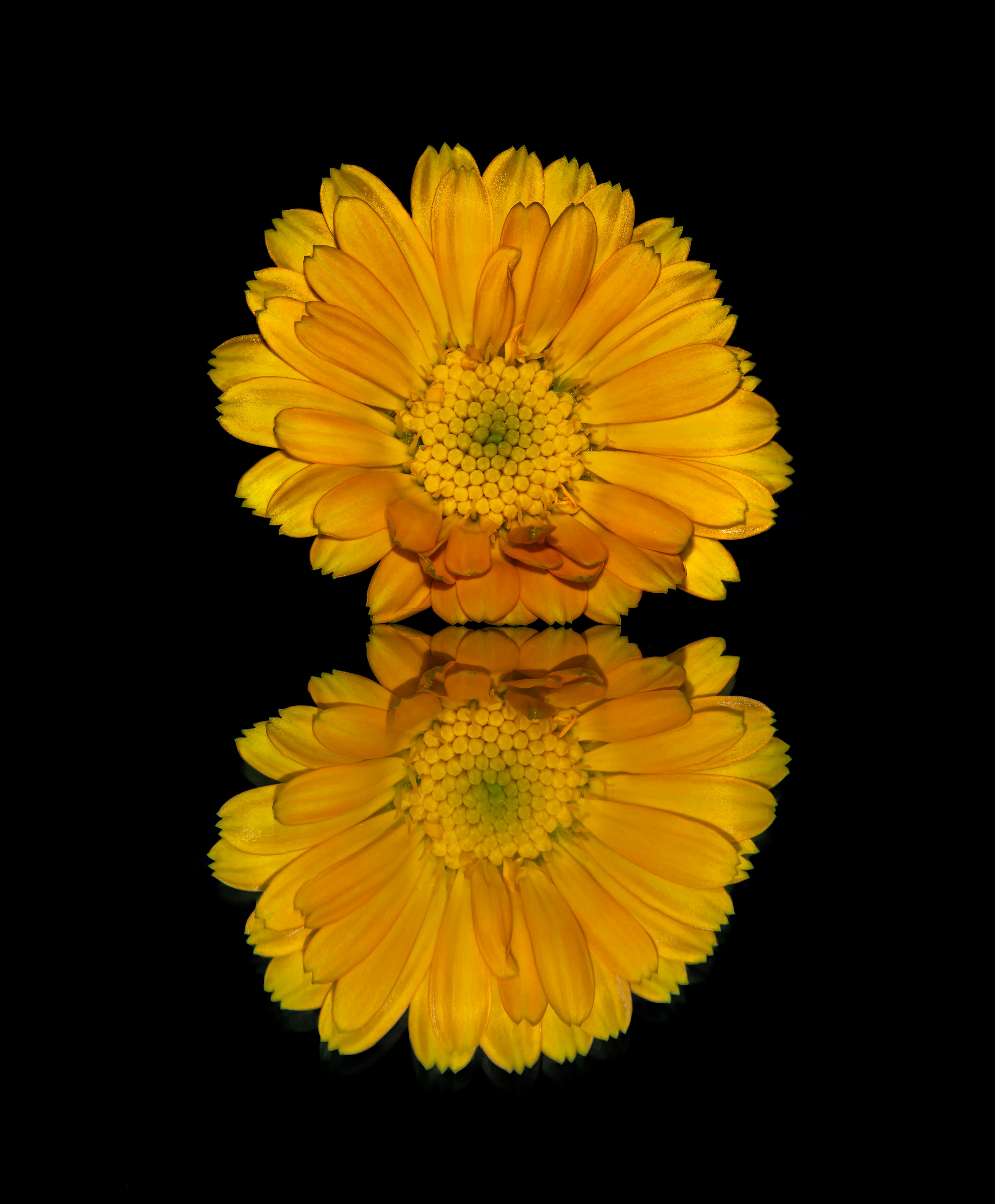 Marigold Flower Photos, Download The BEST Free Marigold Flower Stock ...