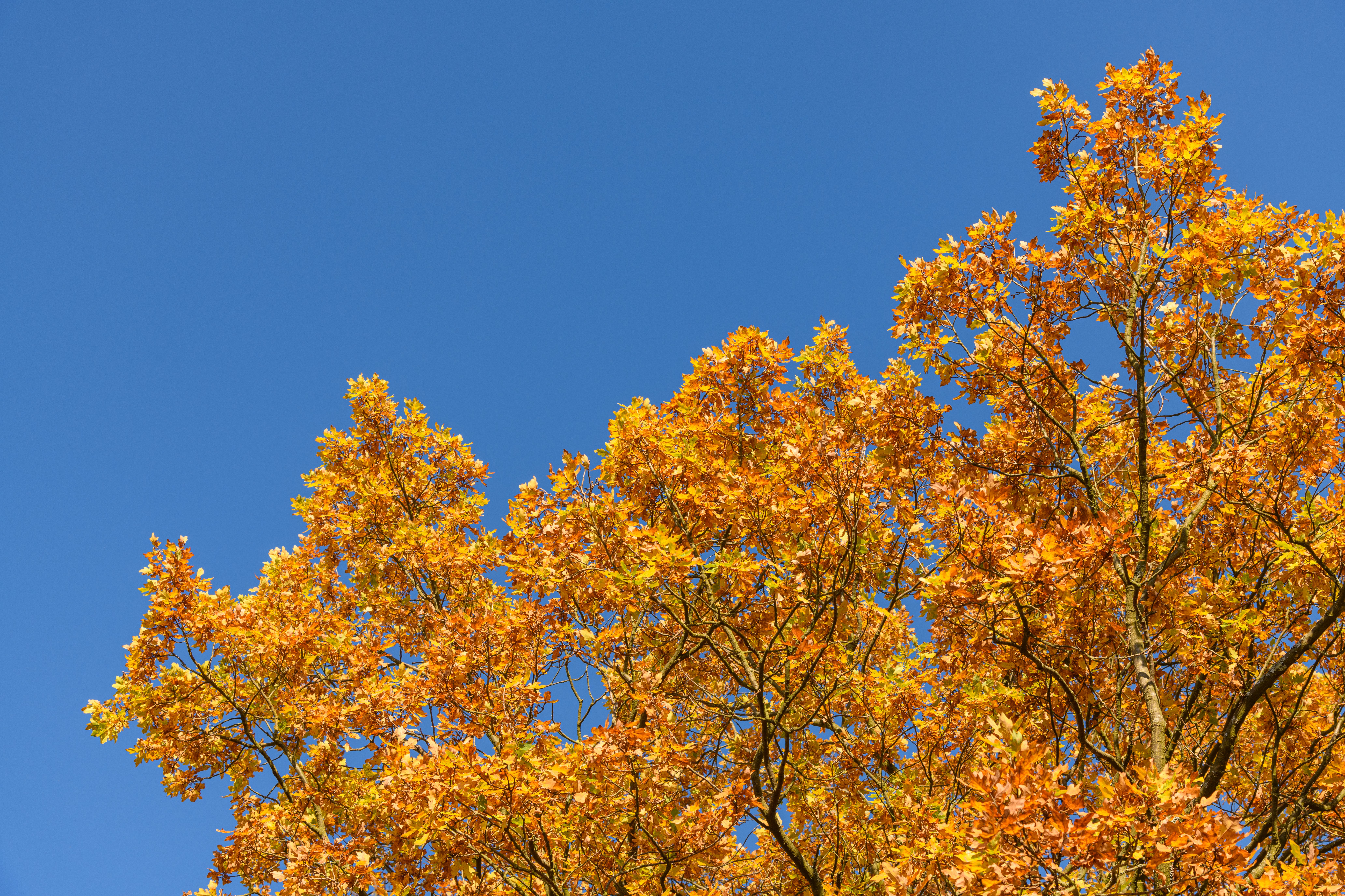 Yellow Leaf Tree Under Blue Sky · Free Stock Photo