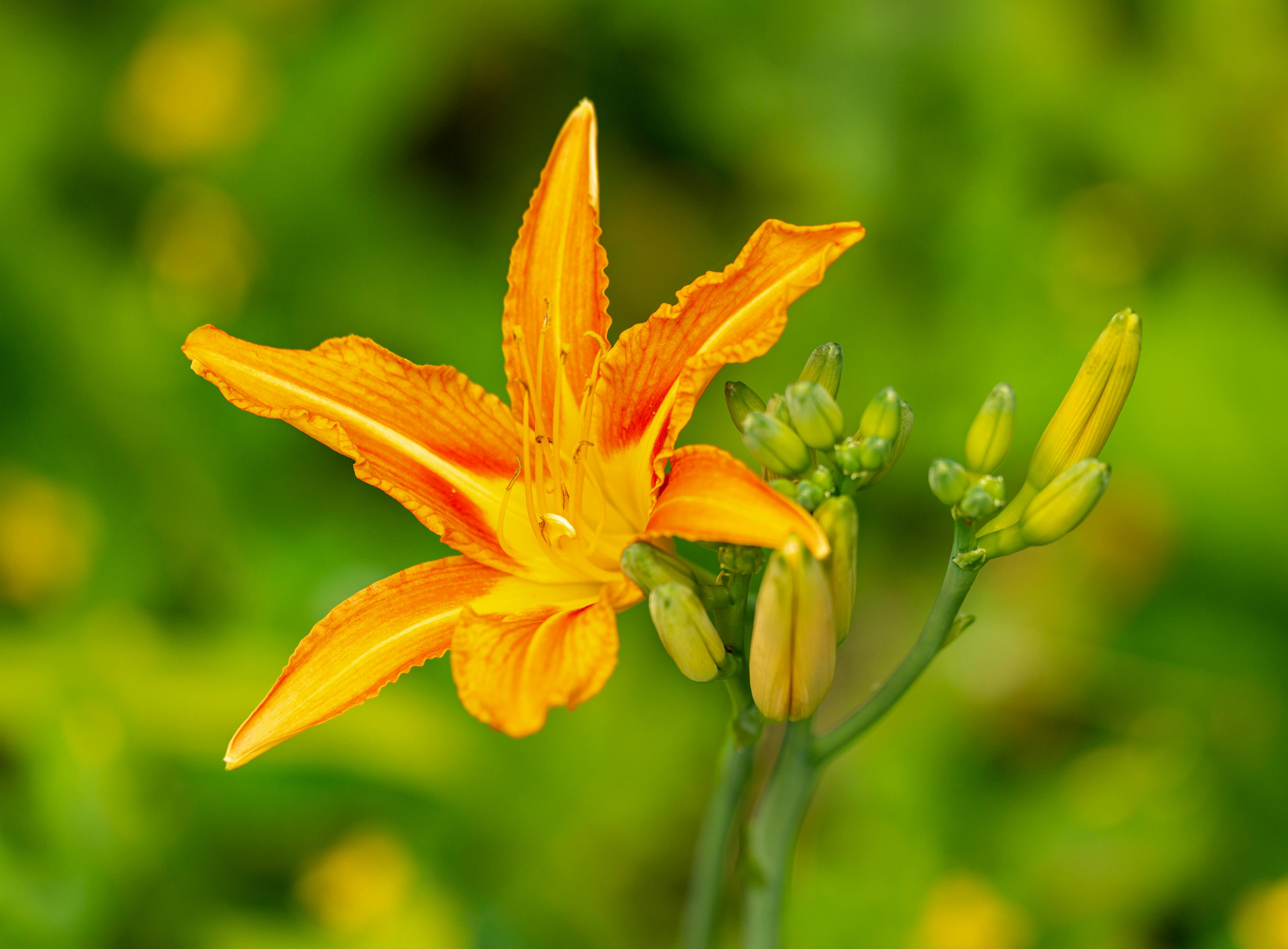 Fire Lily Photos, Download The BEST Free Fire Lily Stock Photos & HD Images