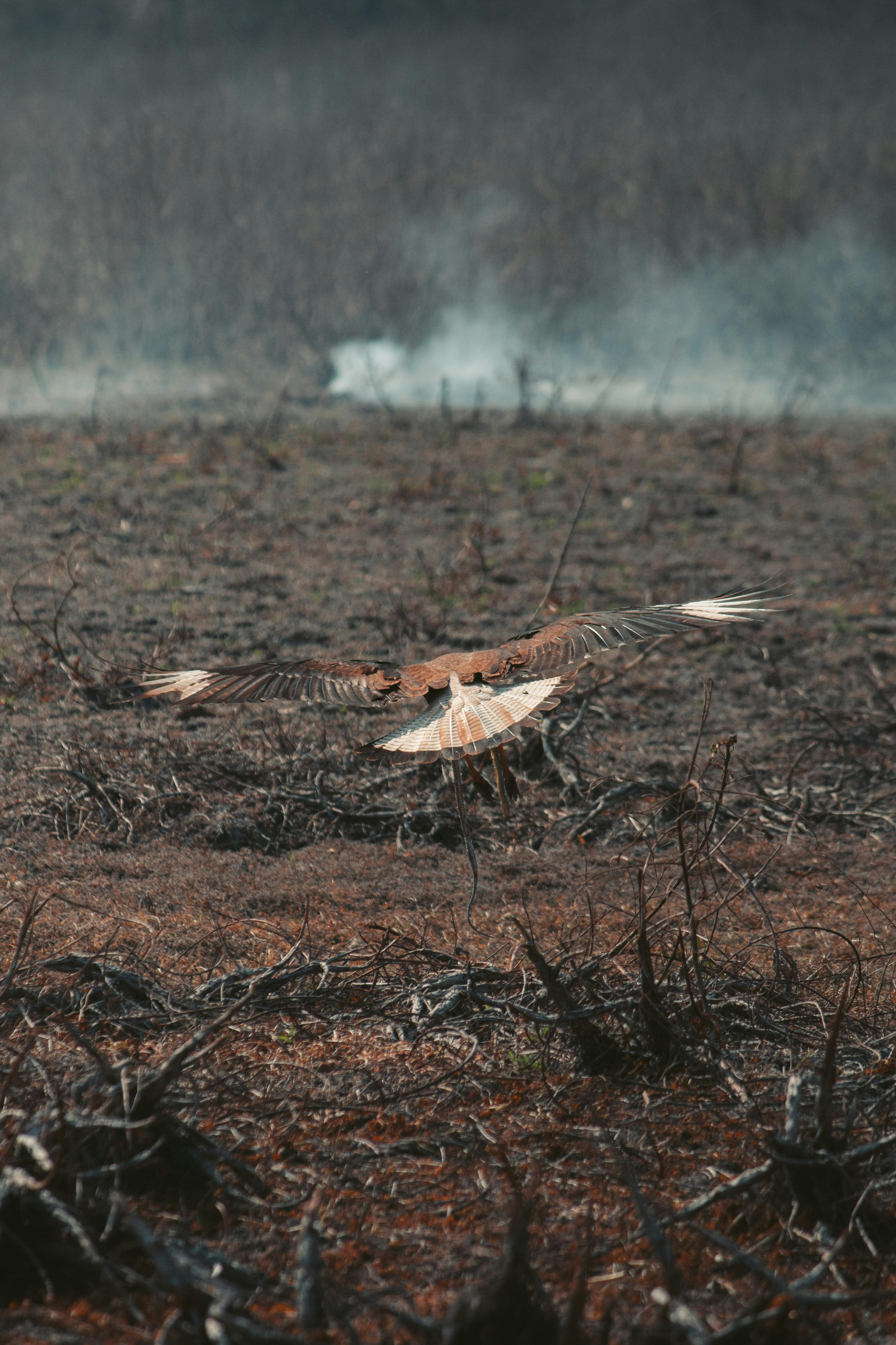Flying Bird over Burned Land · Free Stock Photo