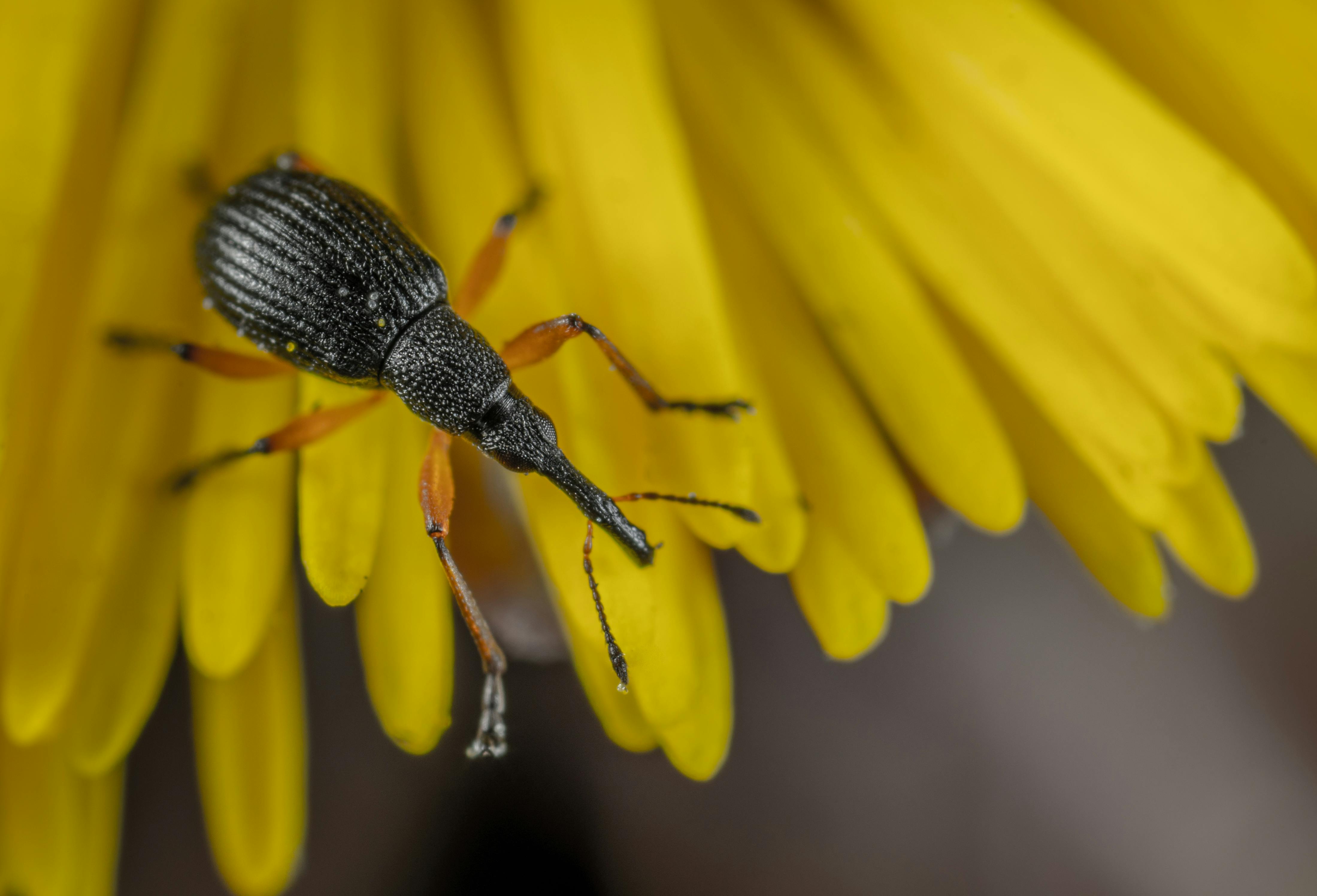 Yellow Weevil Photos, Download The BEST Free Yellow Weevil Stock Photos ...
