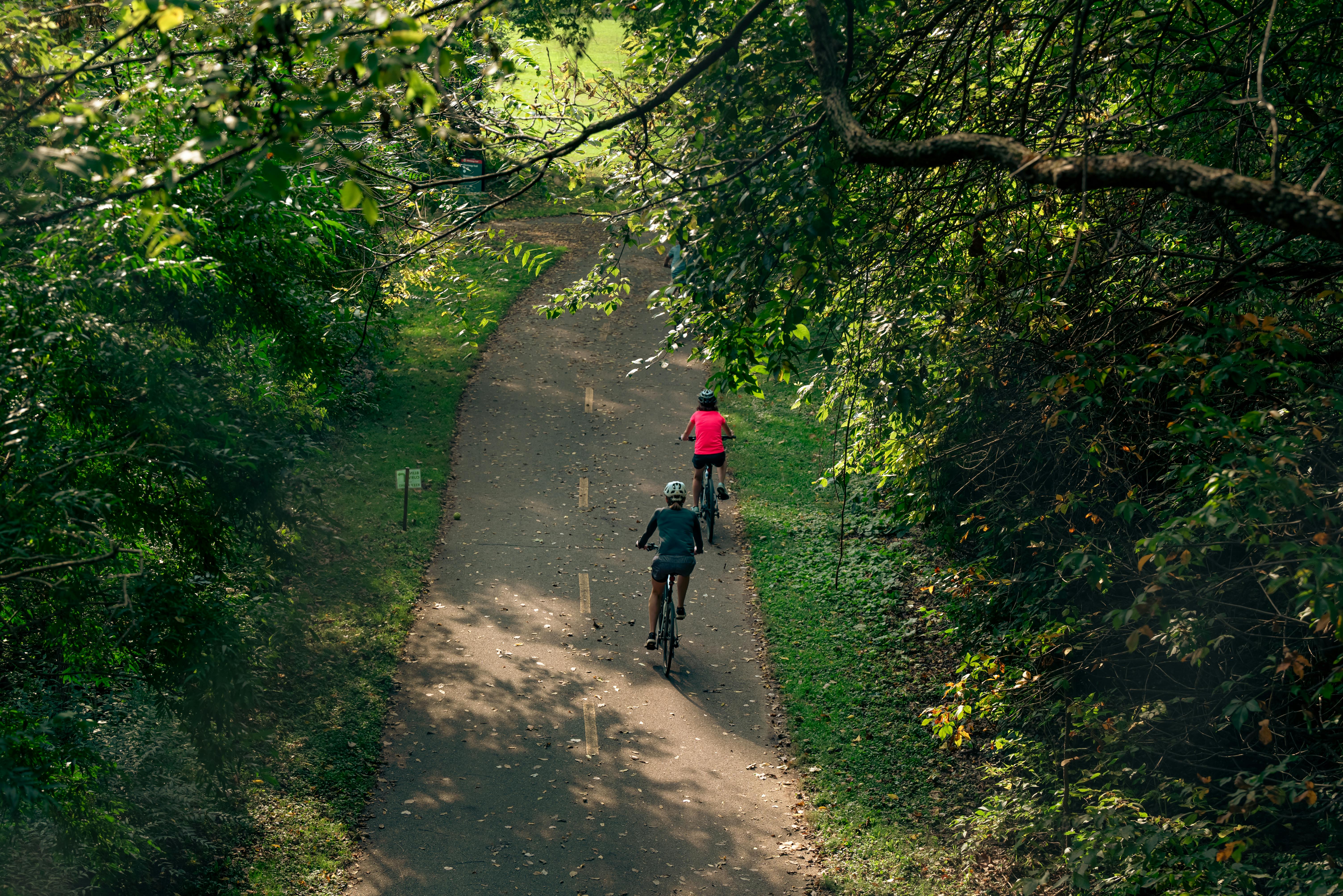 Cyclist on Road through Forest · Free Stock Photo