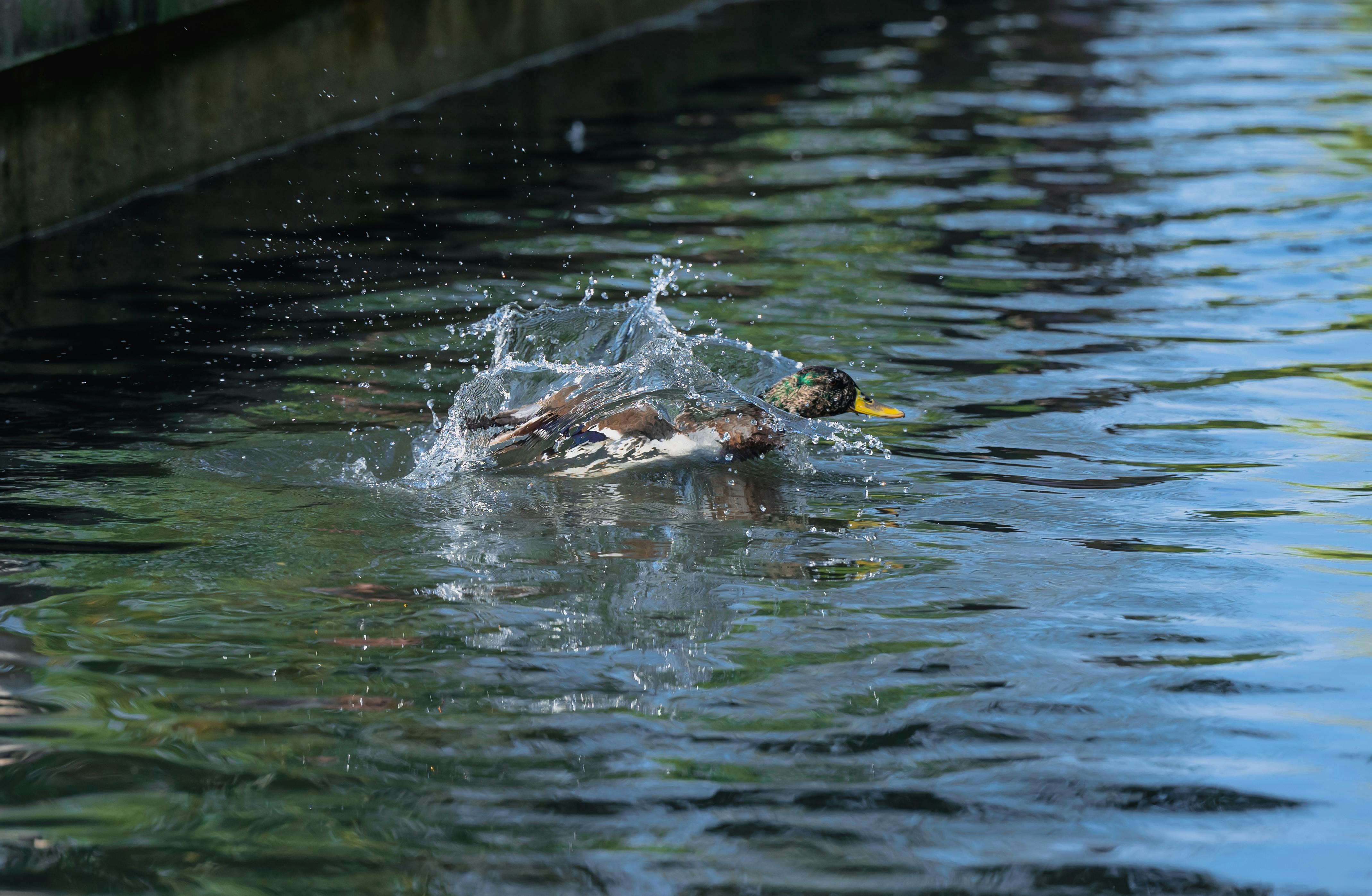 Coke Splash Photos, Download Free Coke Splash Stock Photos & HD Images