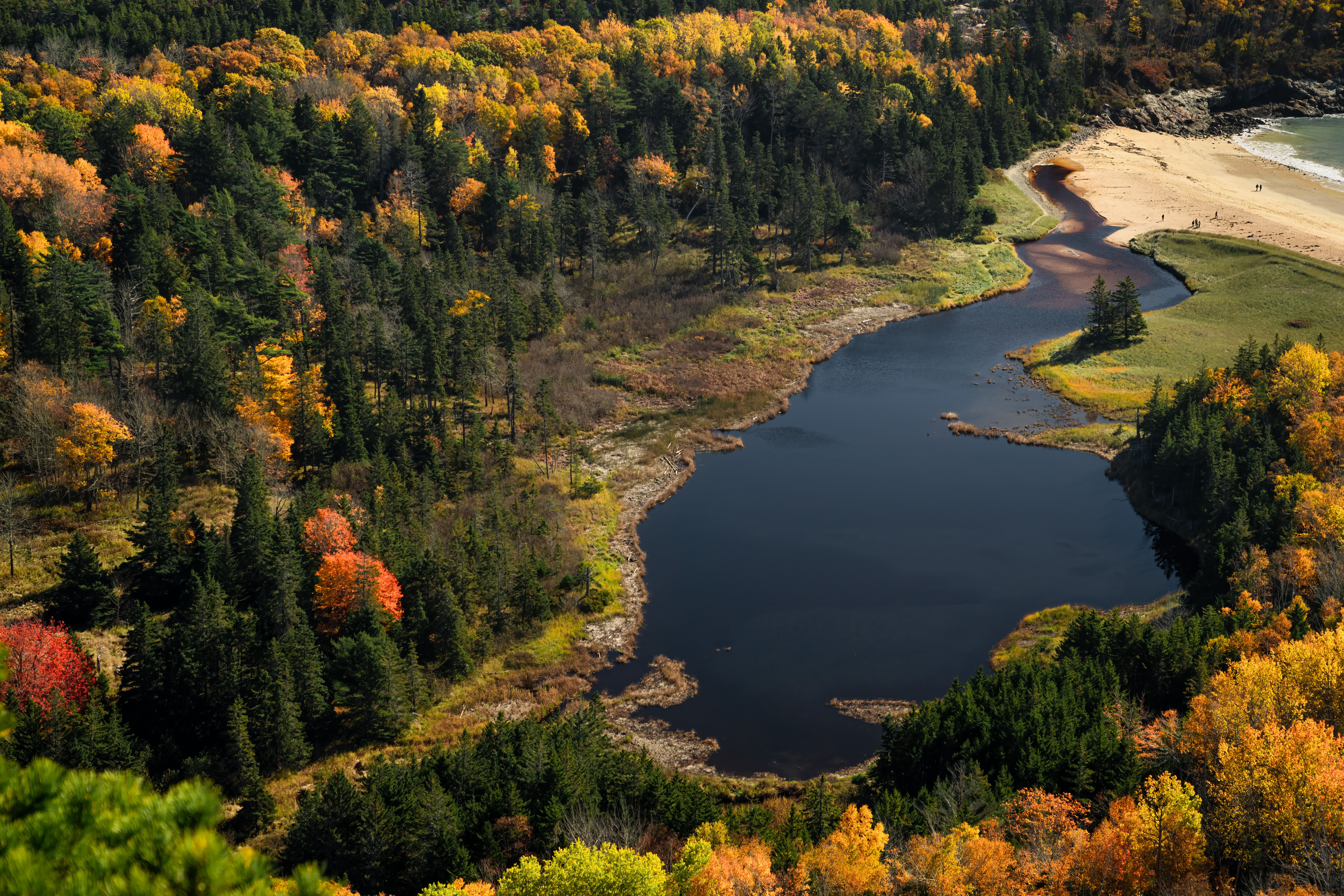 Trees Surrounding a Lake · Free Stock Photo