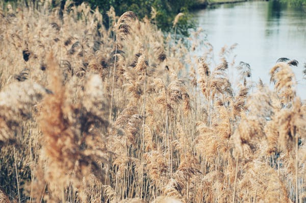 900+张最精彩的“Reed”图片 · 100%免费下载 · Pexels素材图片