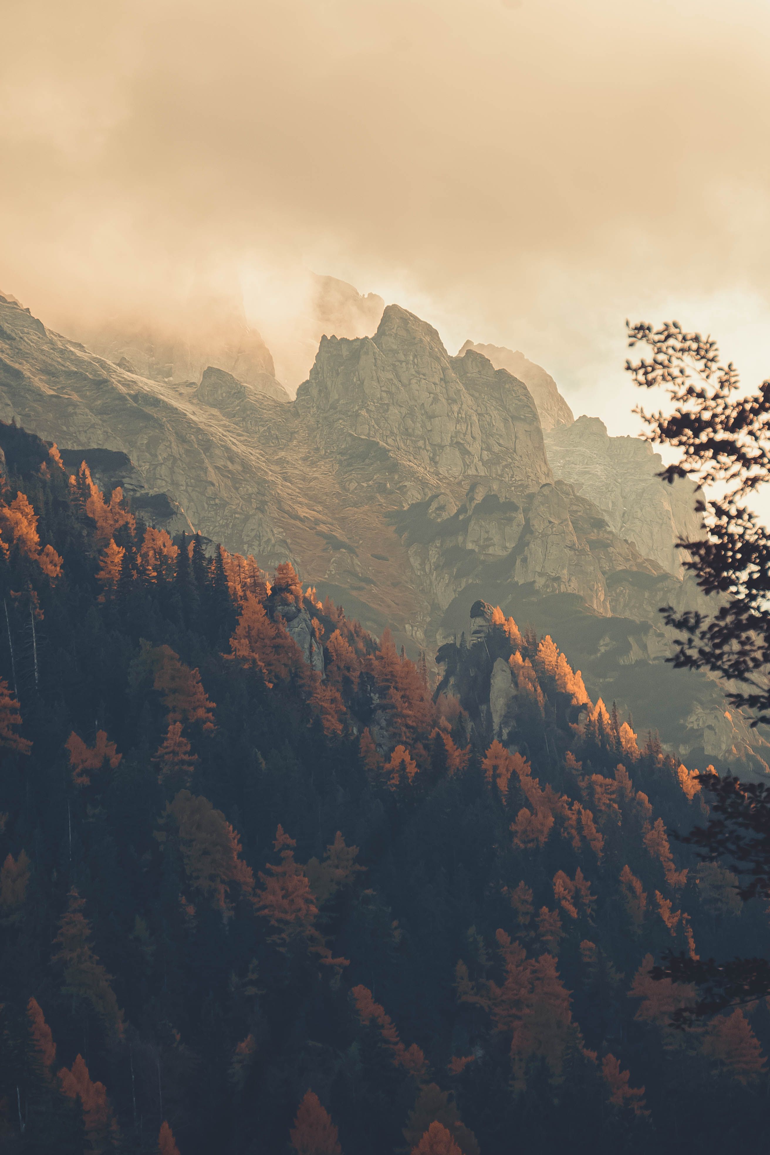 Brown Trees Near Stairs · Free Stock Photo