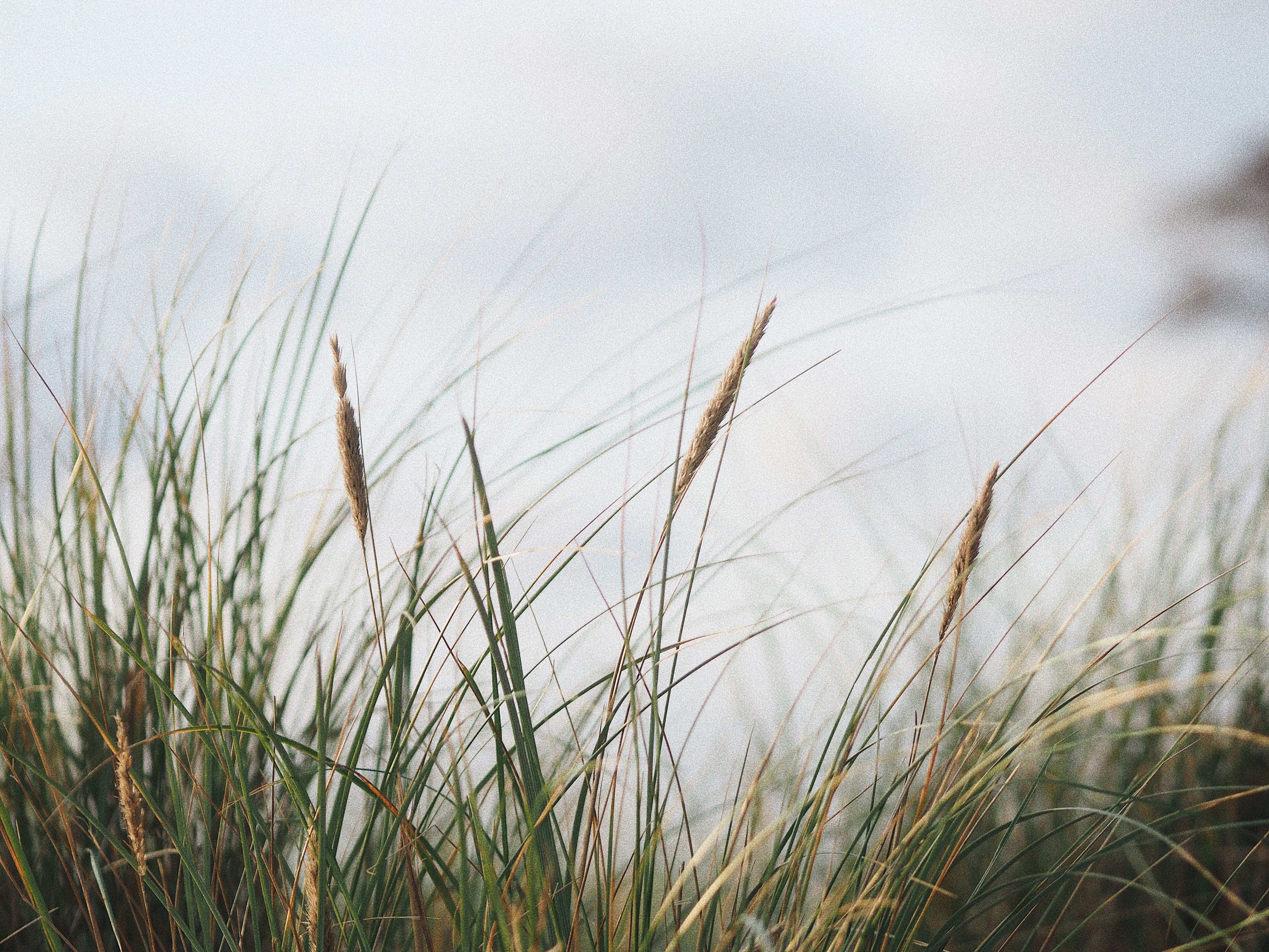 Grass in Rural Scenery · Free Stock Photo