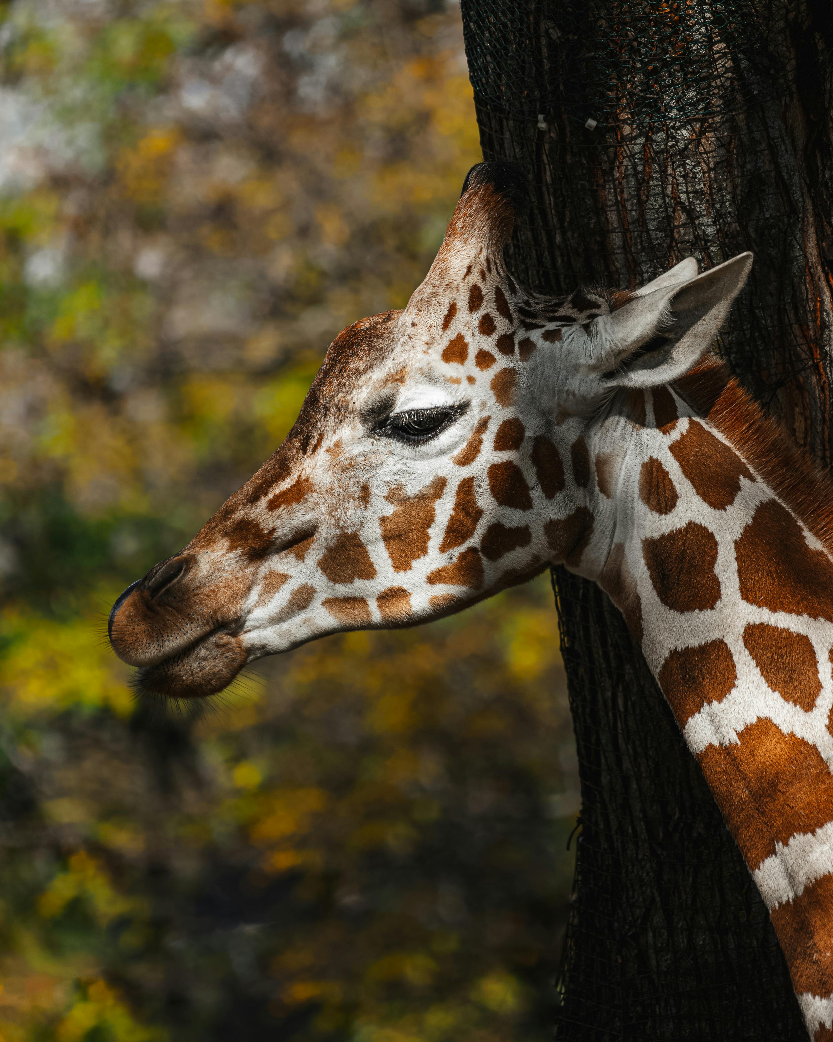 A Giraffe's Head · Free Stock Photo