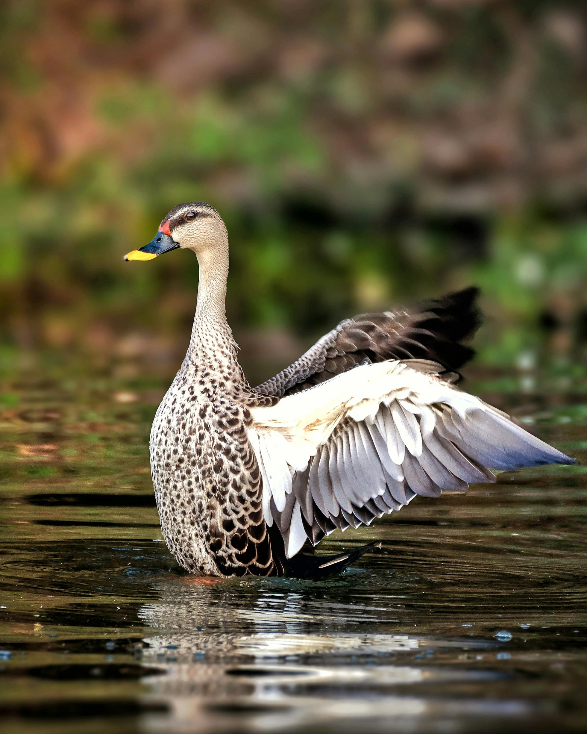 Close-Up Shot of a Duck · Free Stock Photo