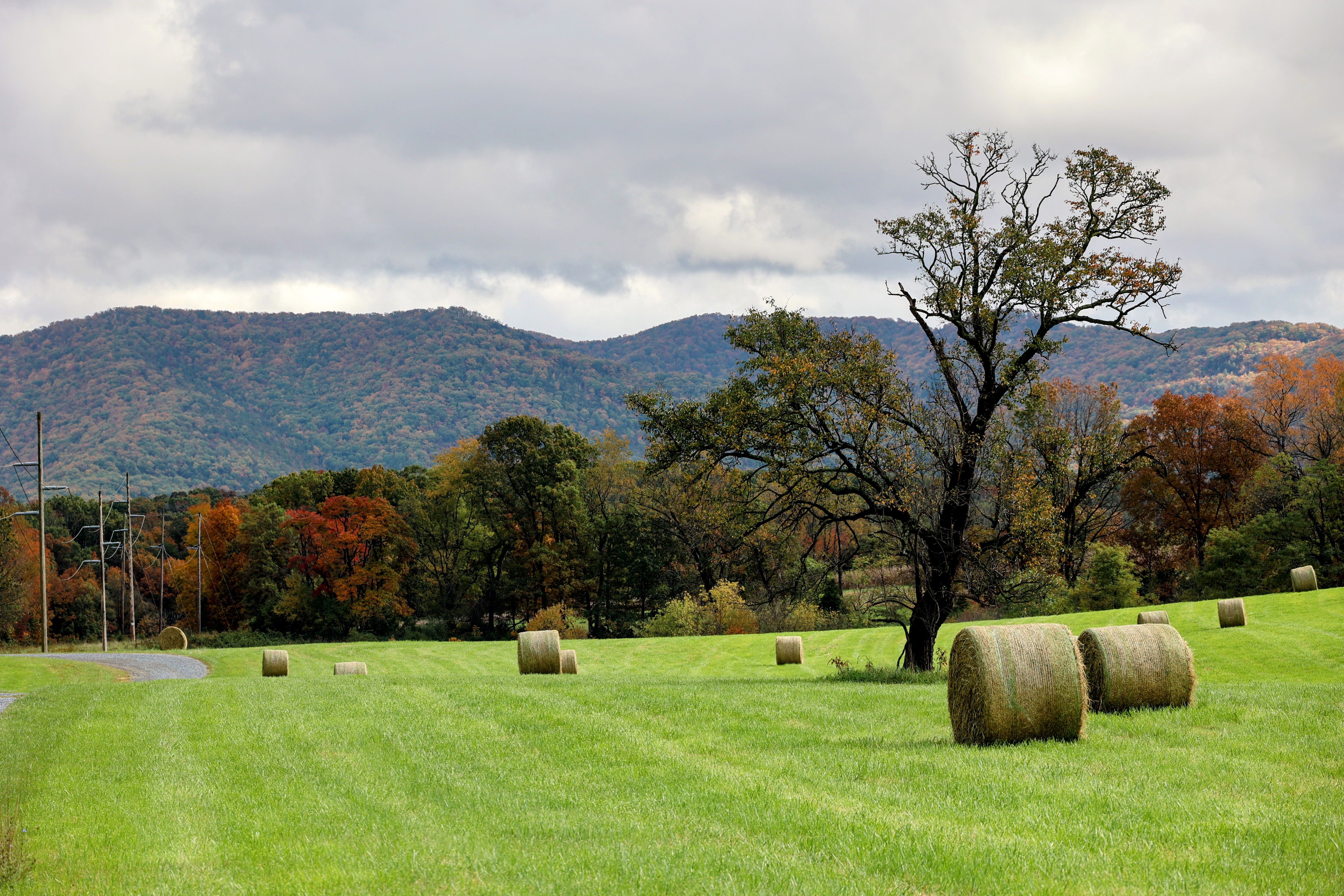 Hay Rolls on Green Pasture · Free Stock Photo