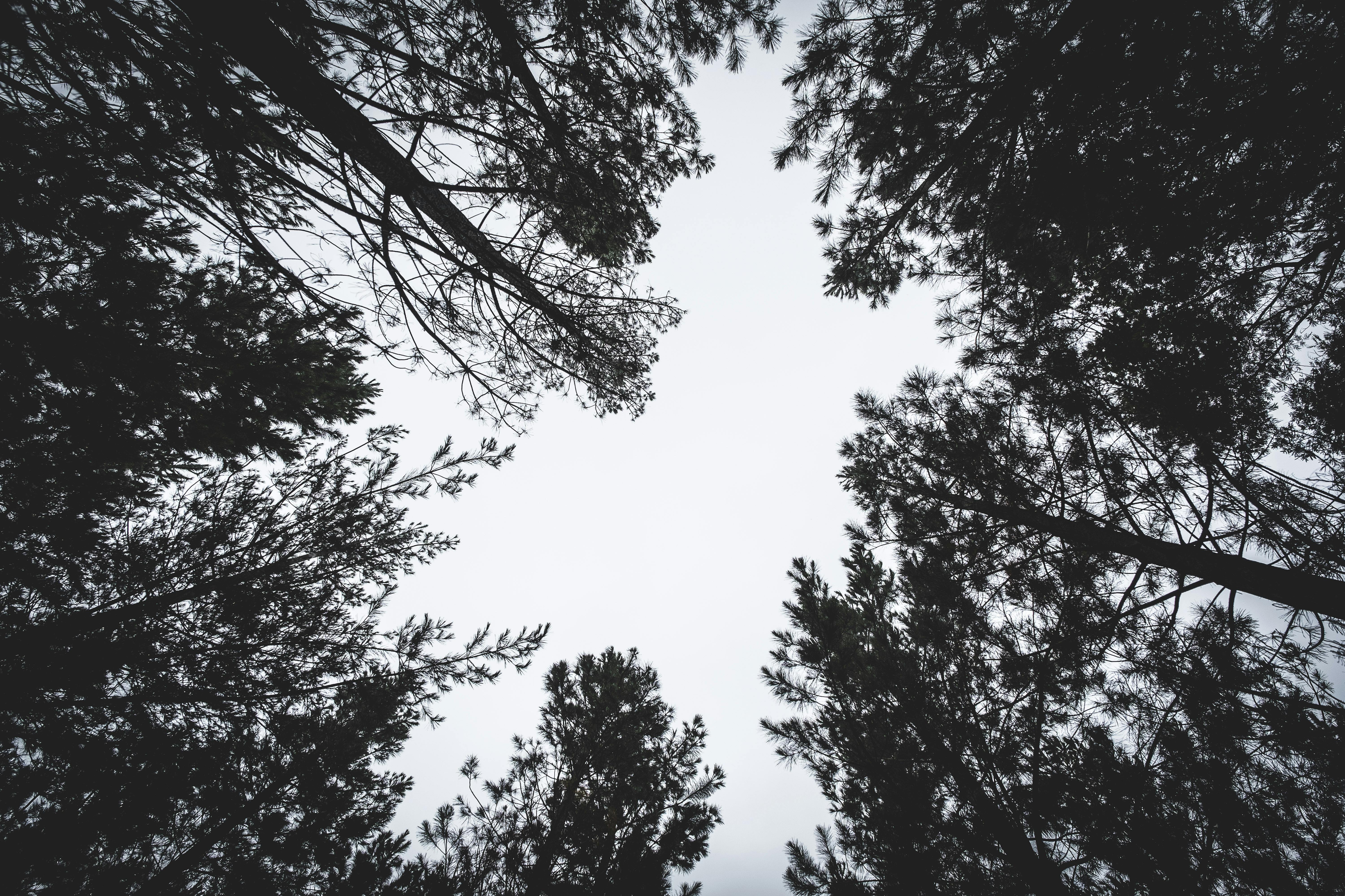 Worm's Eye Photography Of Tall Trees · Free Stock Photo