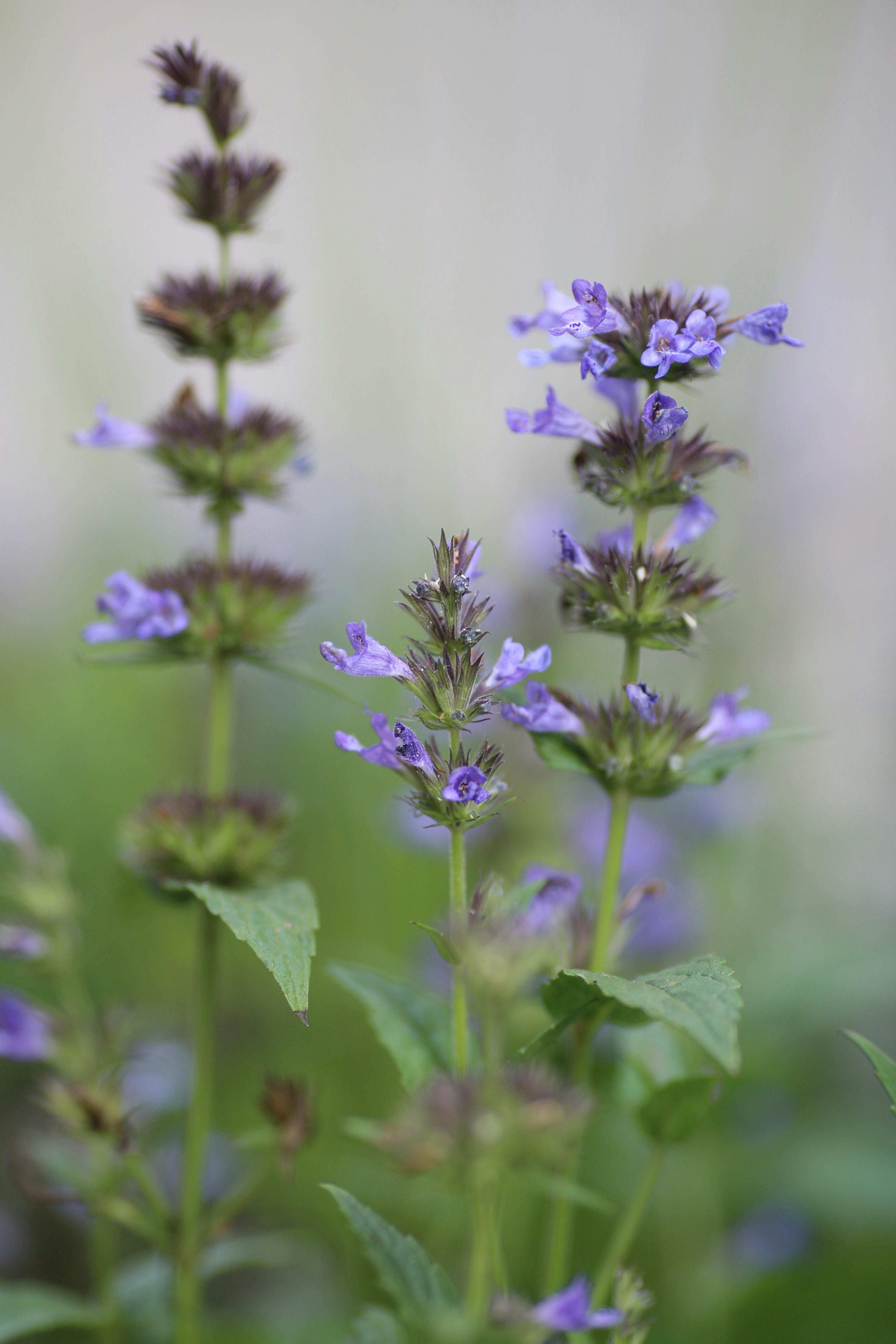 Natural Meadow Photos, Download Free Natural Meadow Stock Photos & HD ...