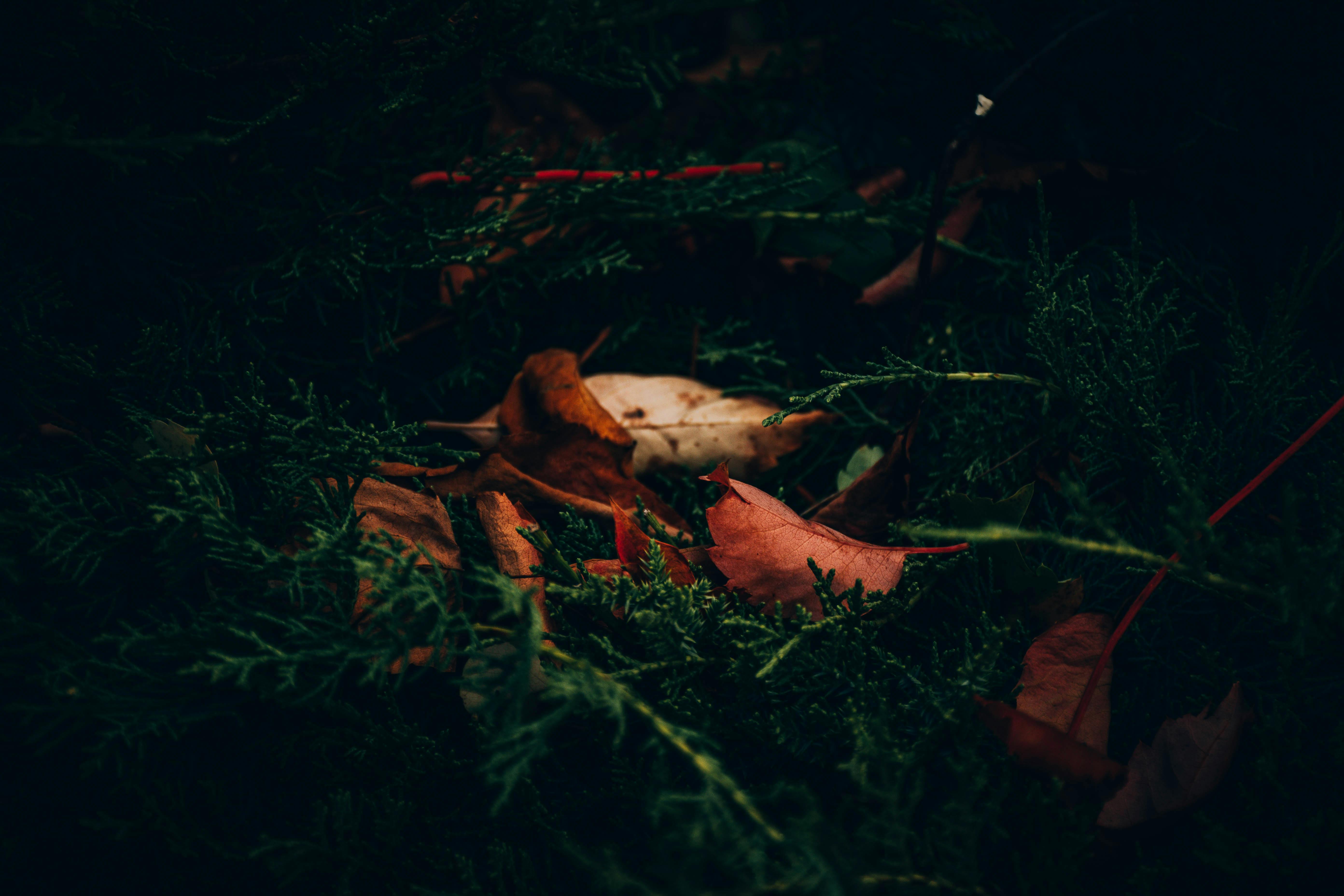 Shot of Plant Litter · Free Stock Photo