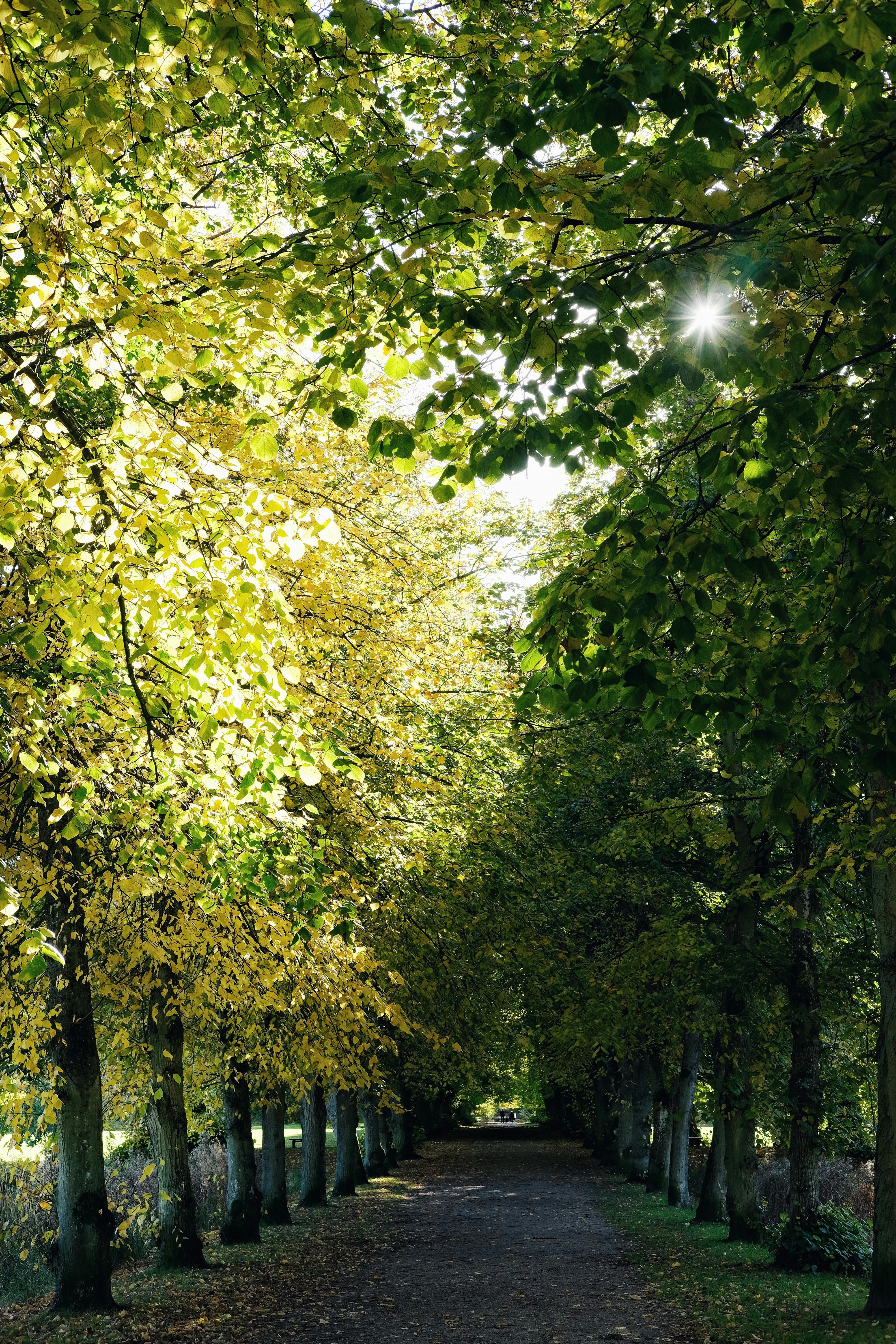 Pathway between Green Trees · Free Stock Photo