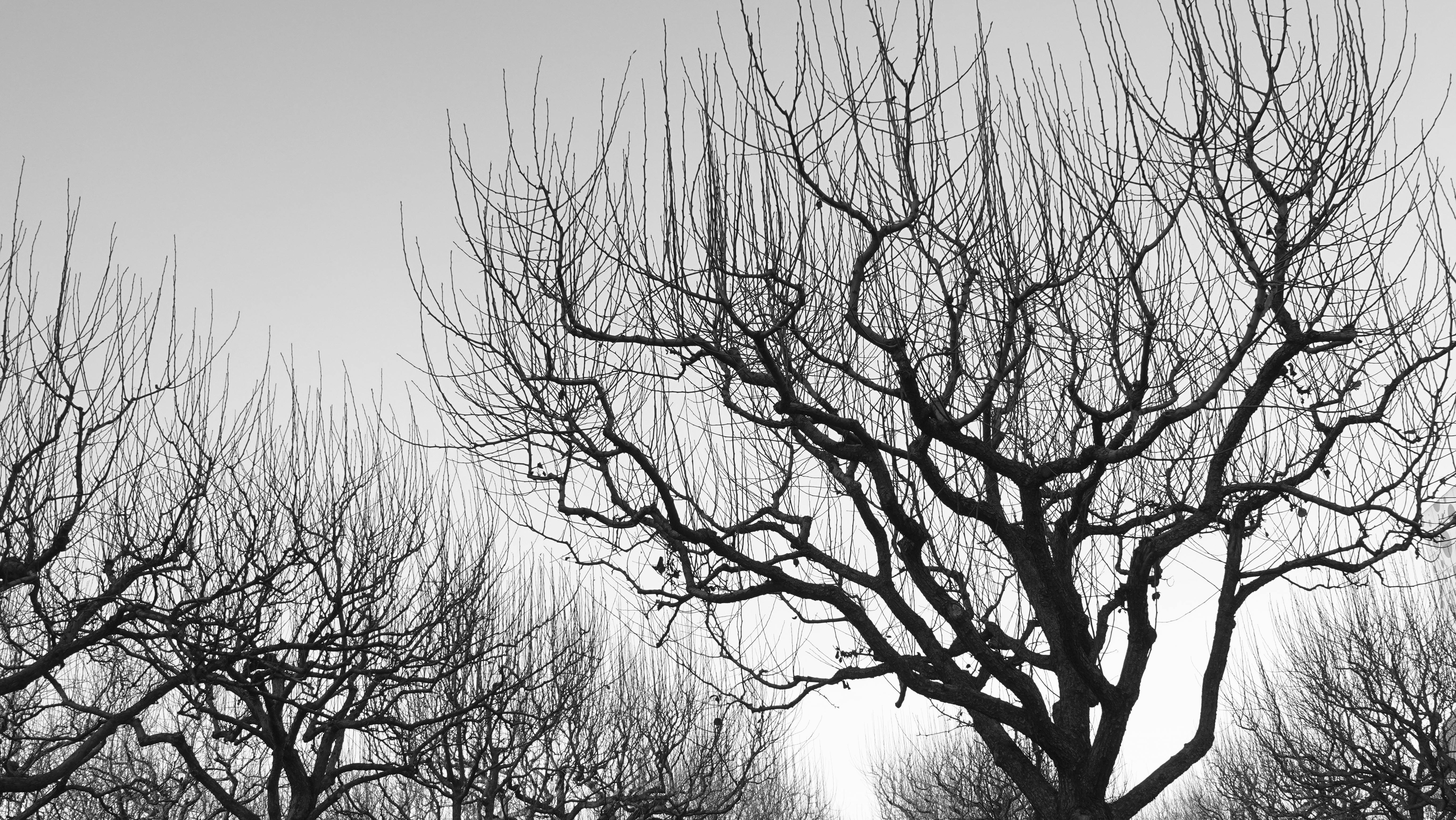 Monochrome Photo of Leafless Tree · Free Stock Photo