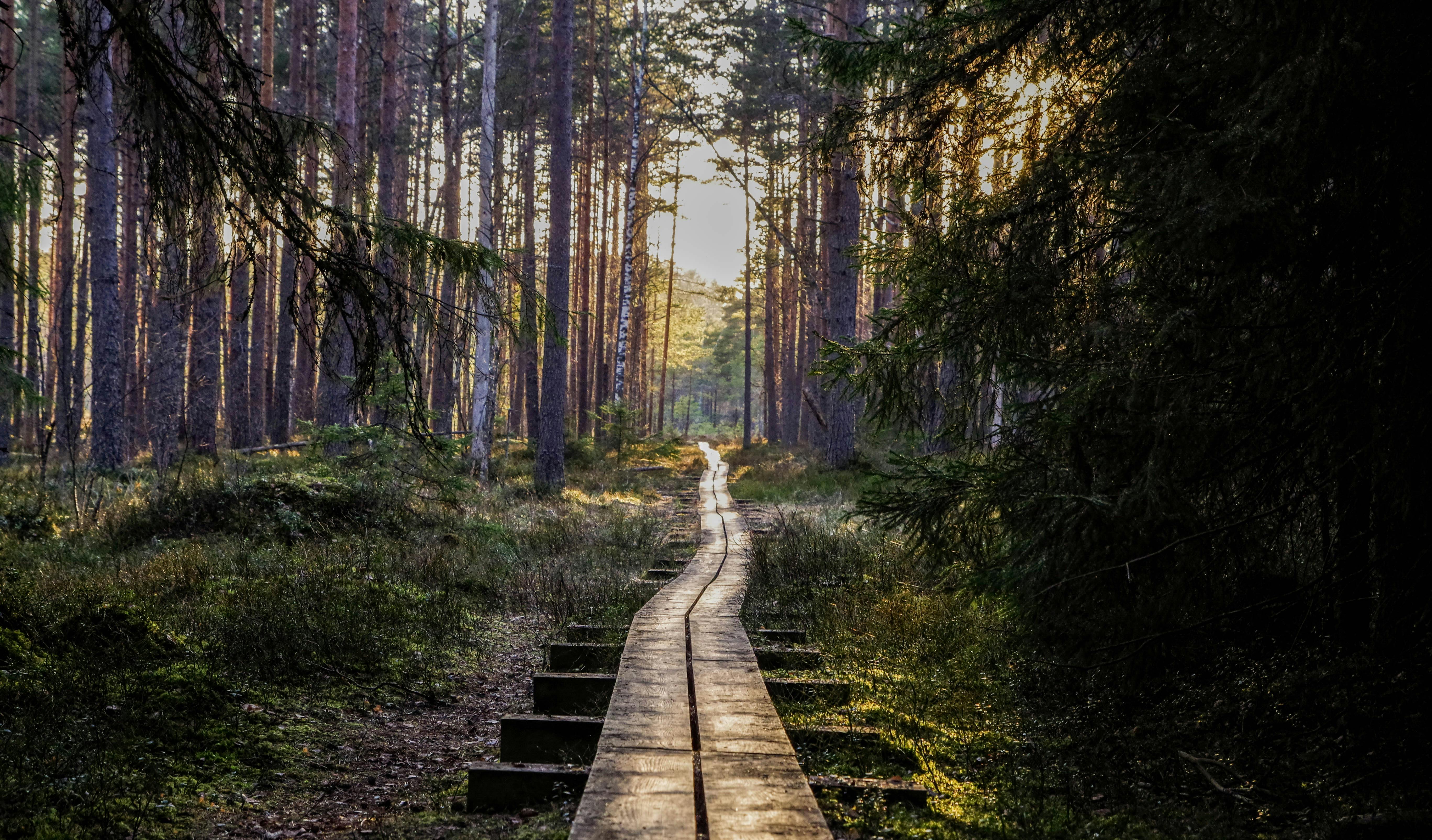 Empty Wooden Pathway in Forest · Free Stock Photo