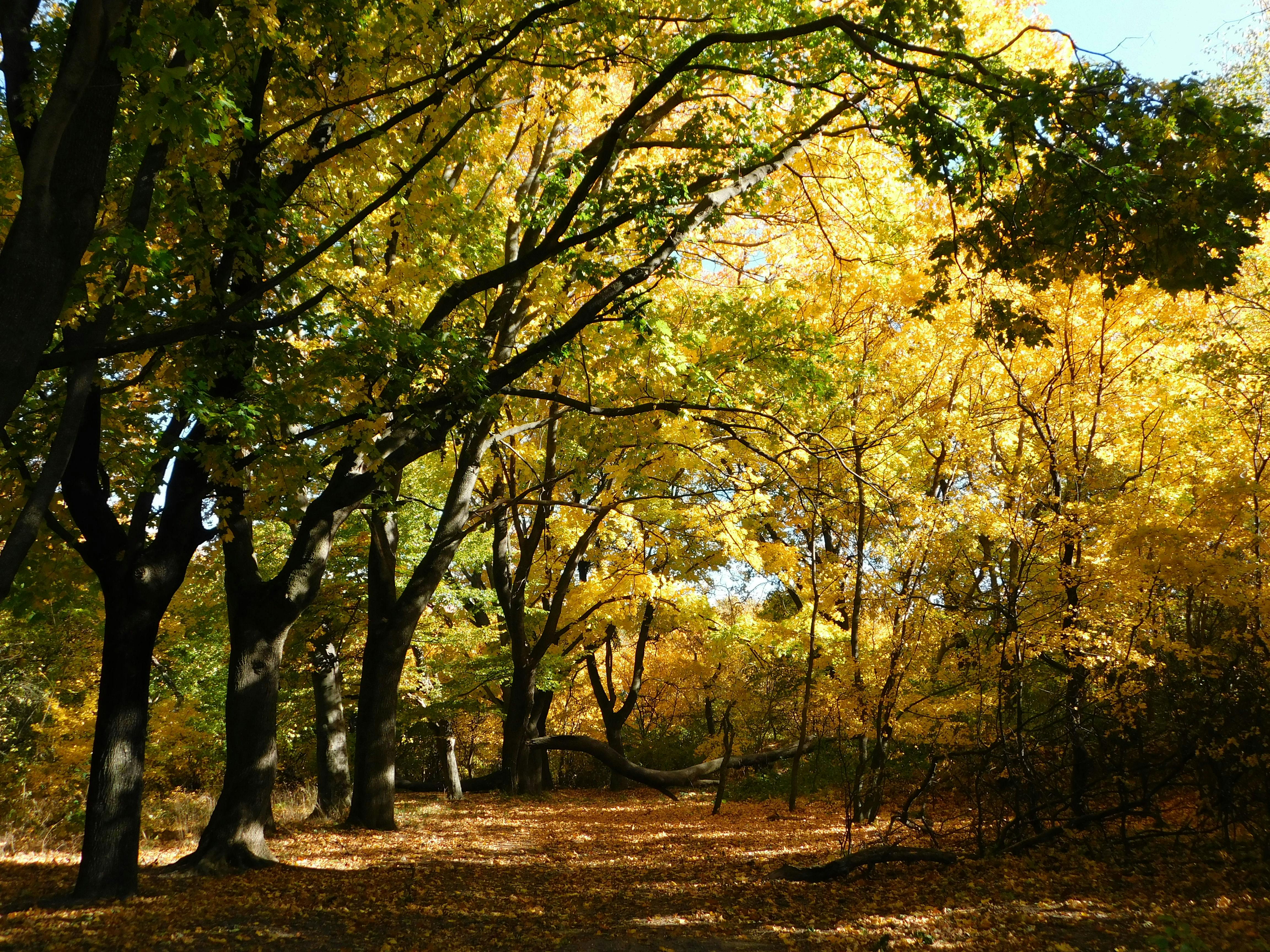 Forest Trees With Yellow Leaves · Free Stock Photo