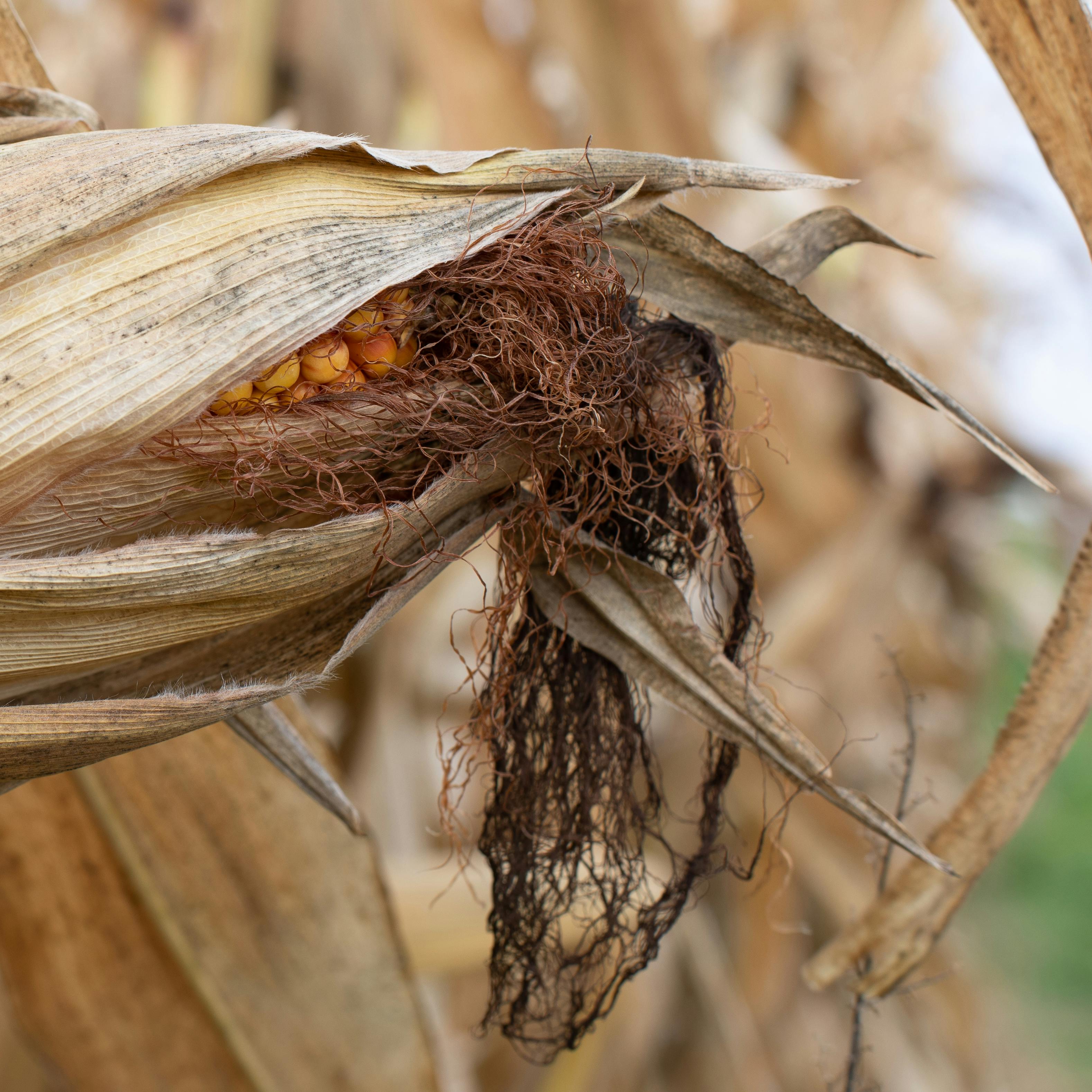 Corn Lying on Dirty Ground · Free Stock Photo