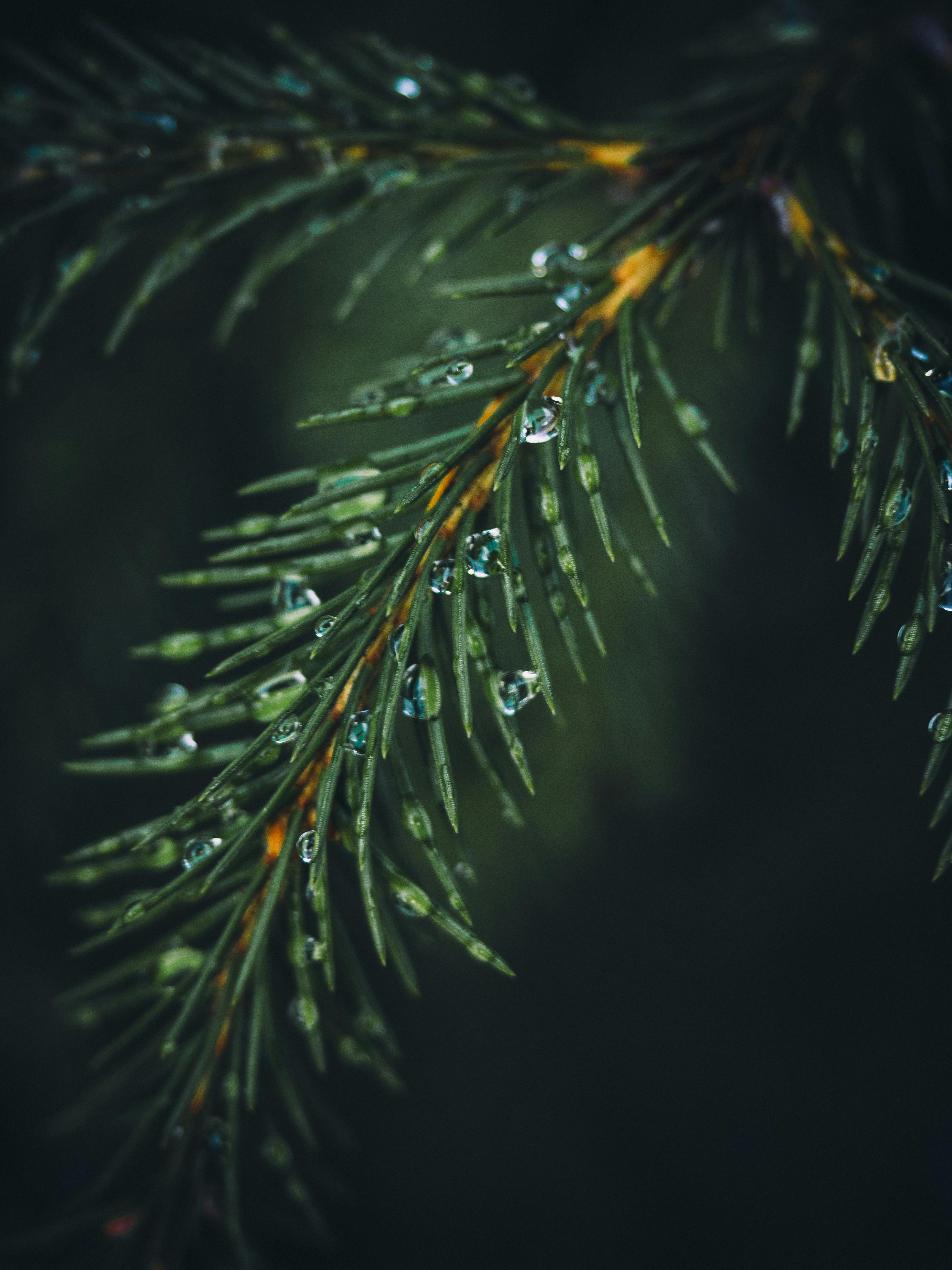 Green Leaf in Close Up Photography · Free Stock Photo
