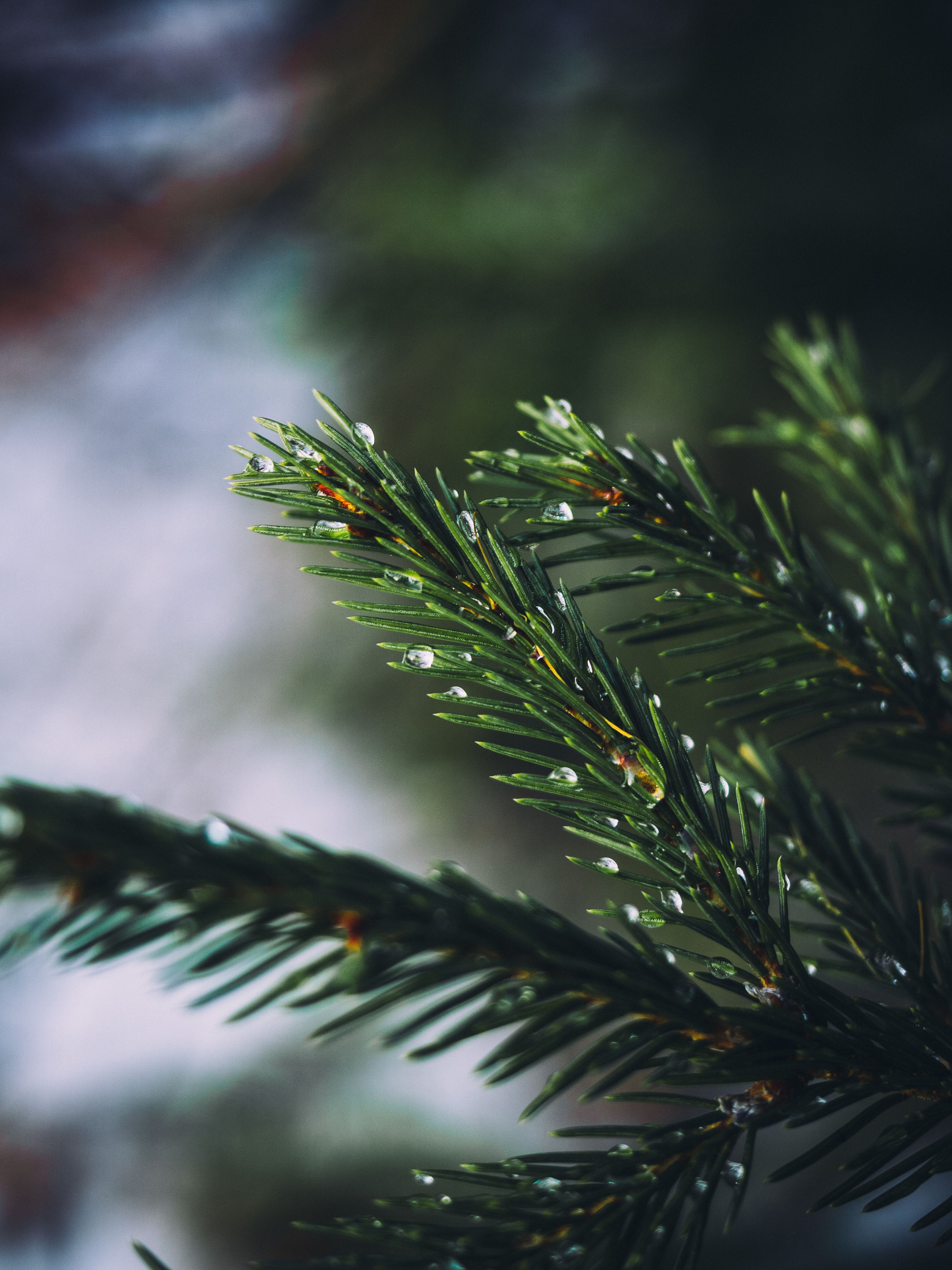Close-up of Conifer Branches · Free Stock Photo