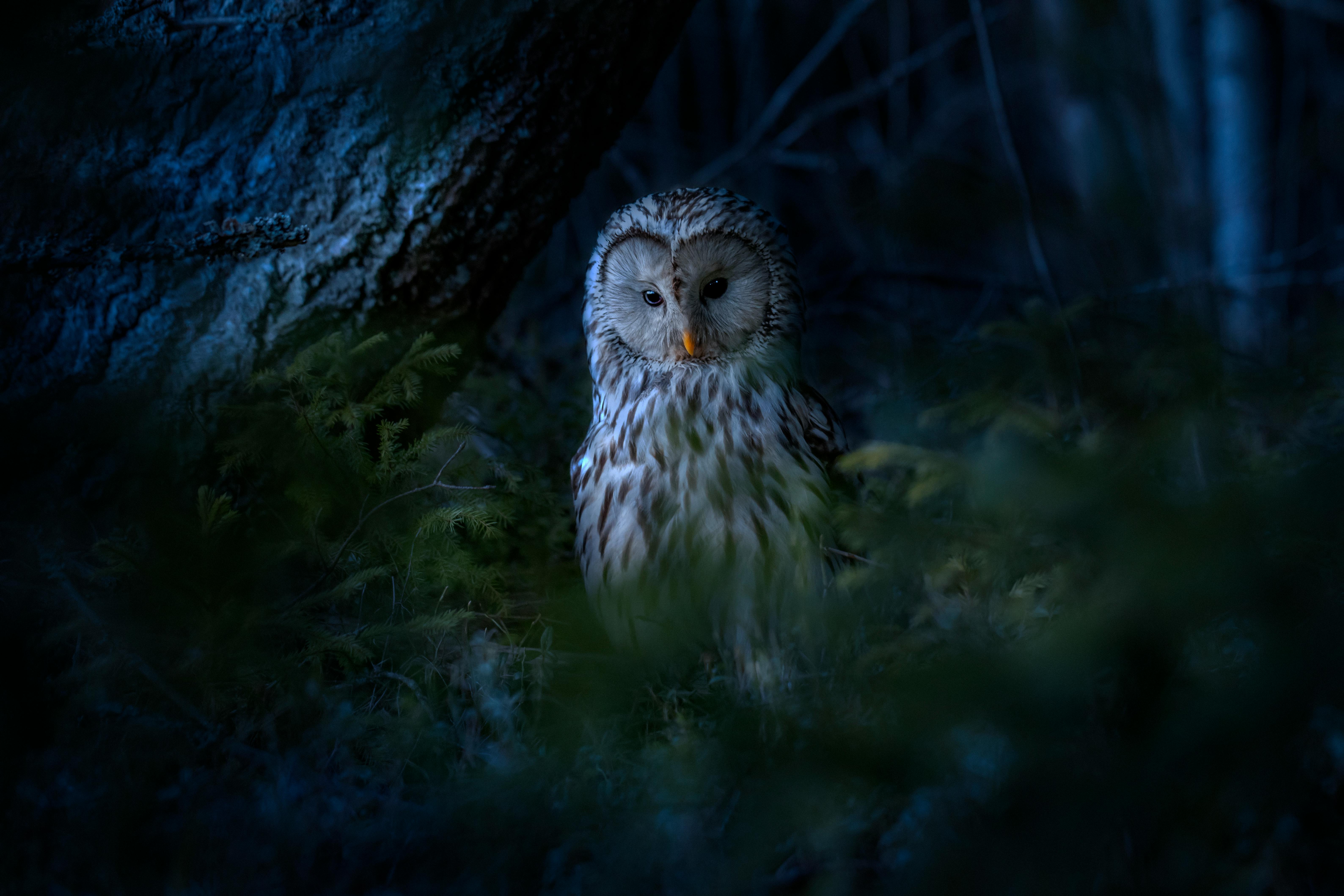 Close Up Photo of Bird at Night Time · Free Stock Photo