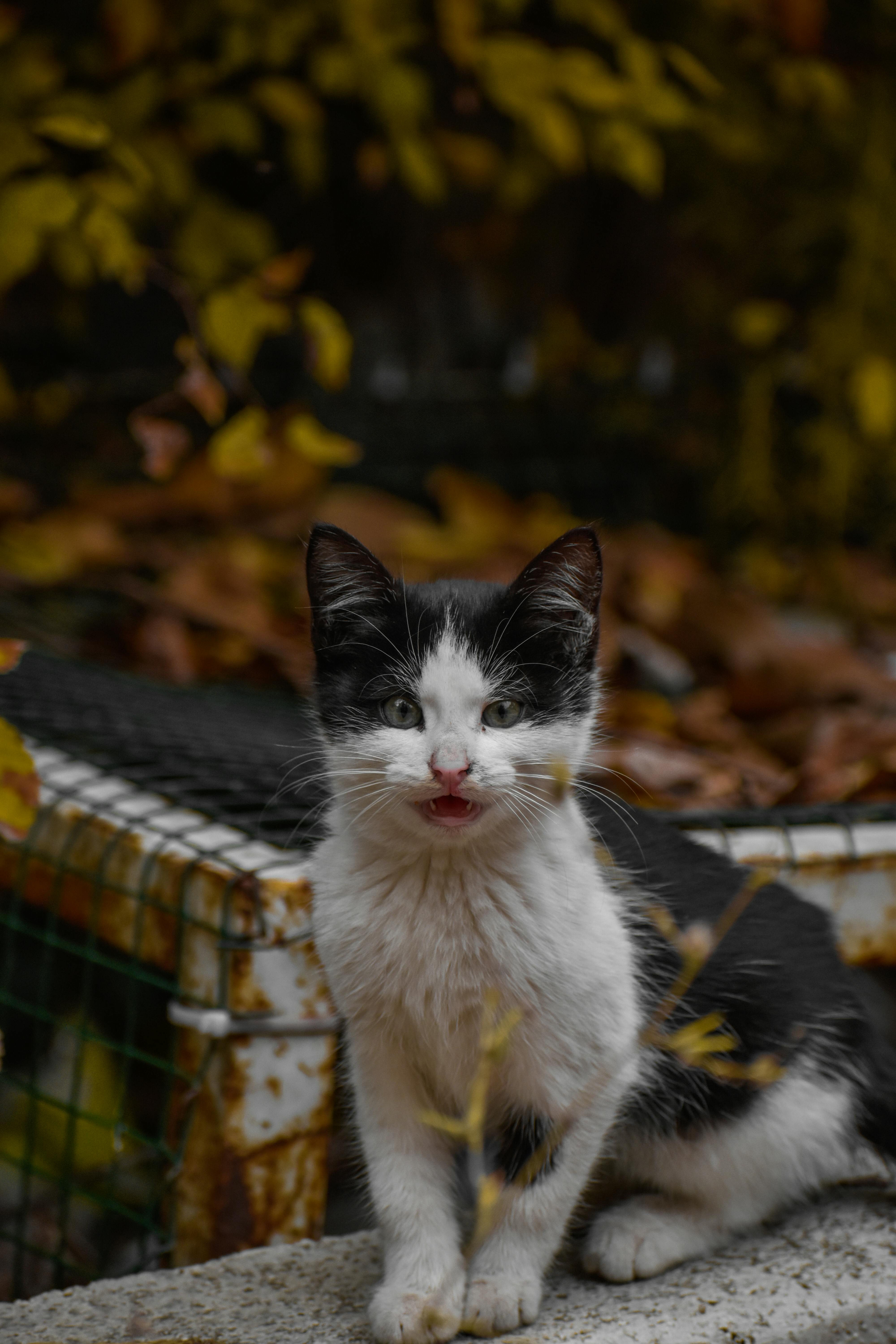 Photo of Cat Under the Table · Free Stock Photo