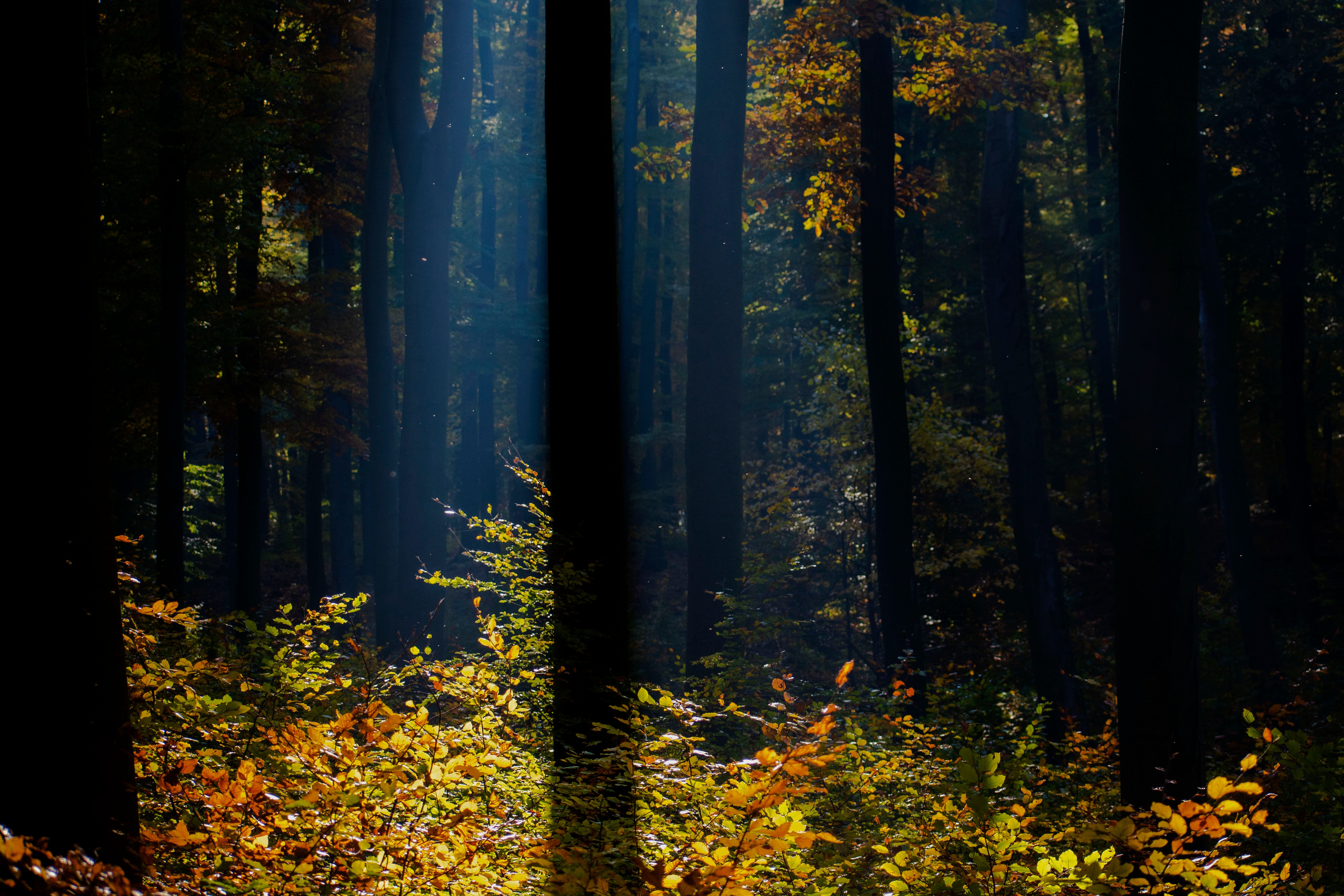 Trees With Green Light in Nighttime Photo · Free Stock Photo