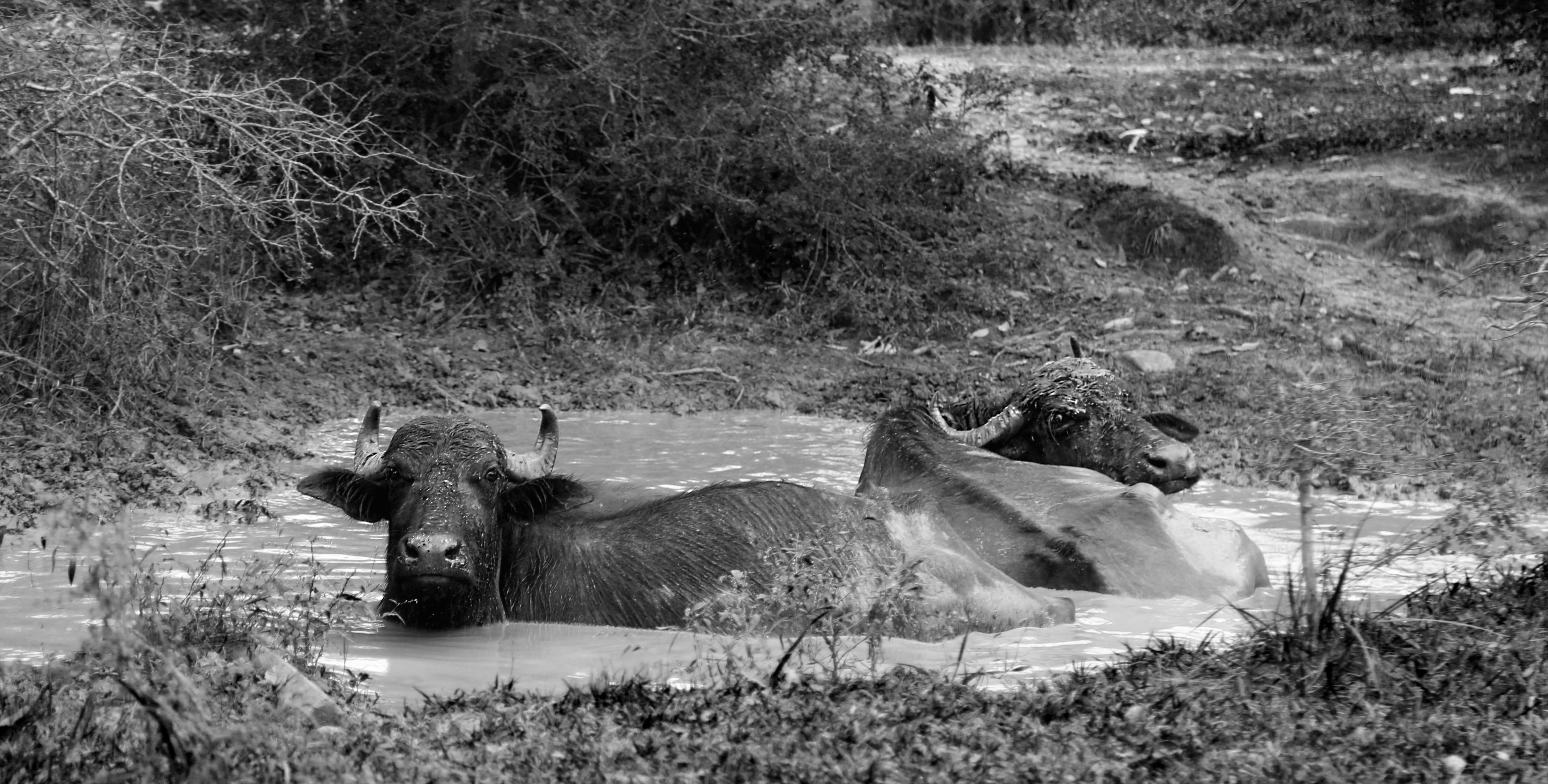 Buffalo Grayscale Photos, Download The BEST Free Buffalo Grayscale ...