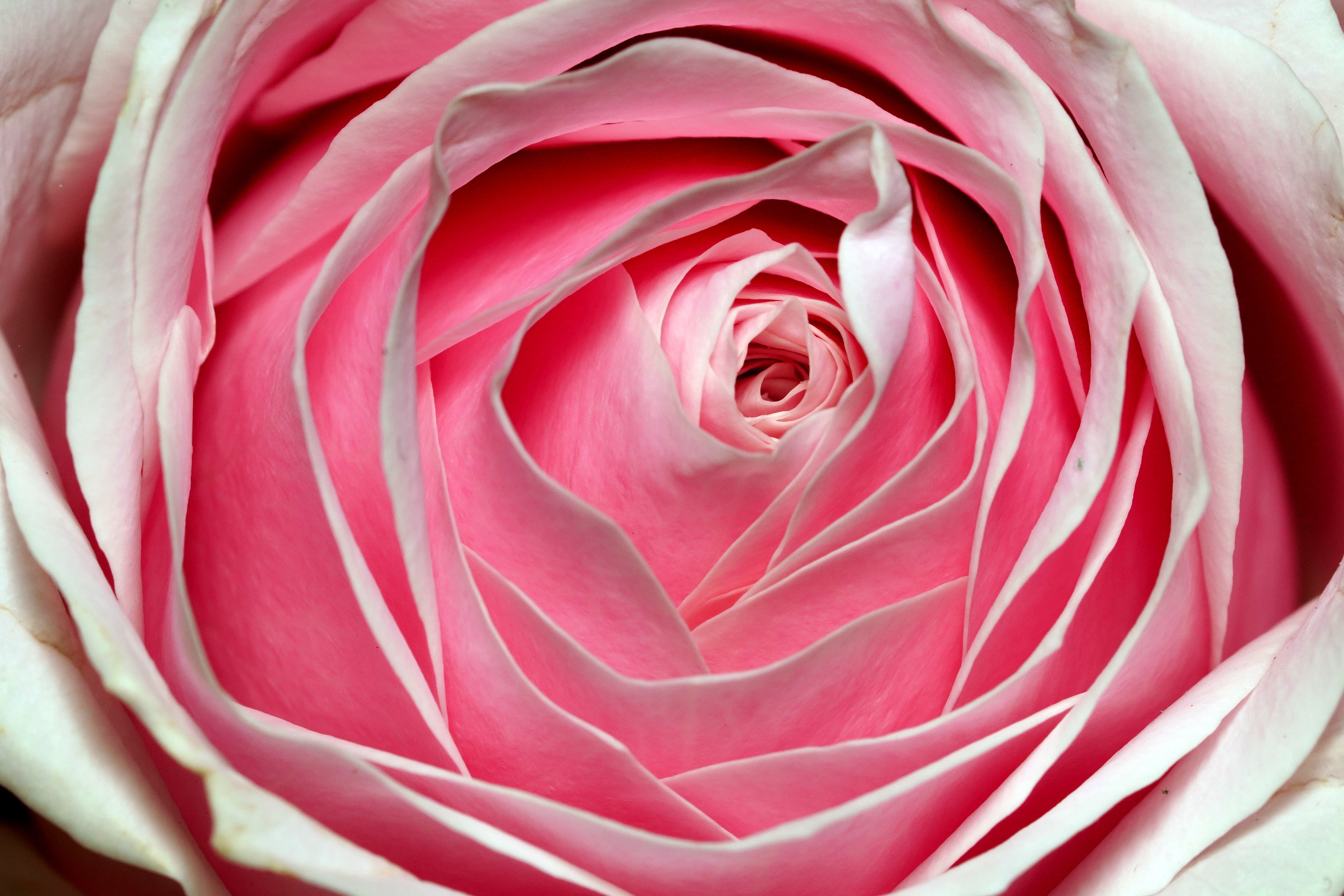 Cuatro Rosas Rojas Sobre Textiles Blancos · Foto de stock gratuita