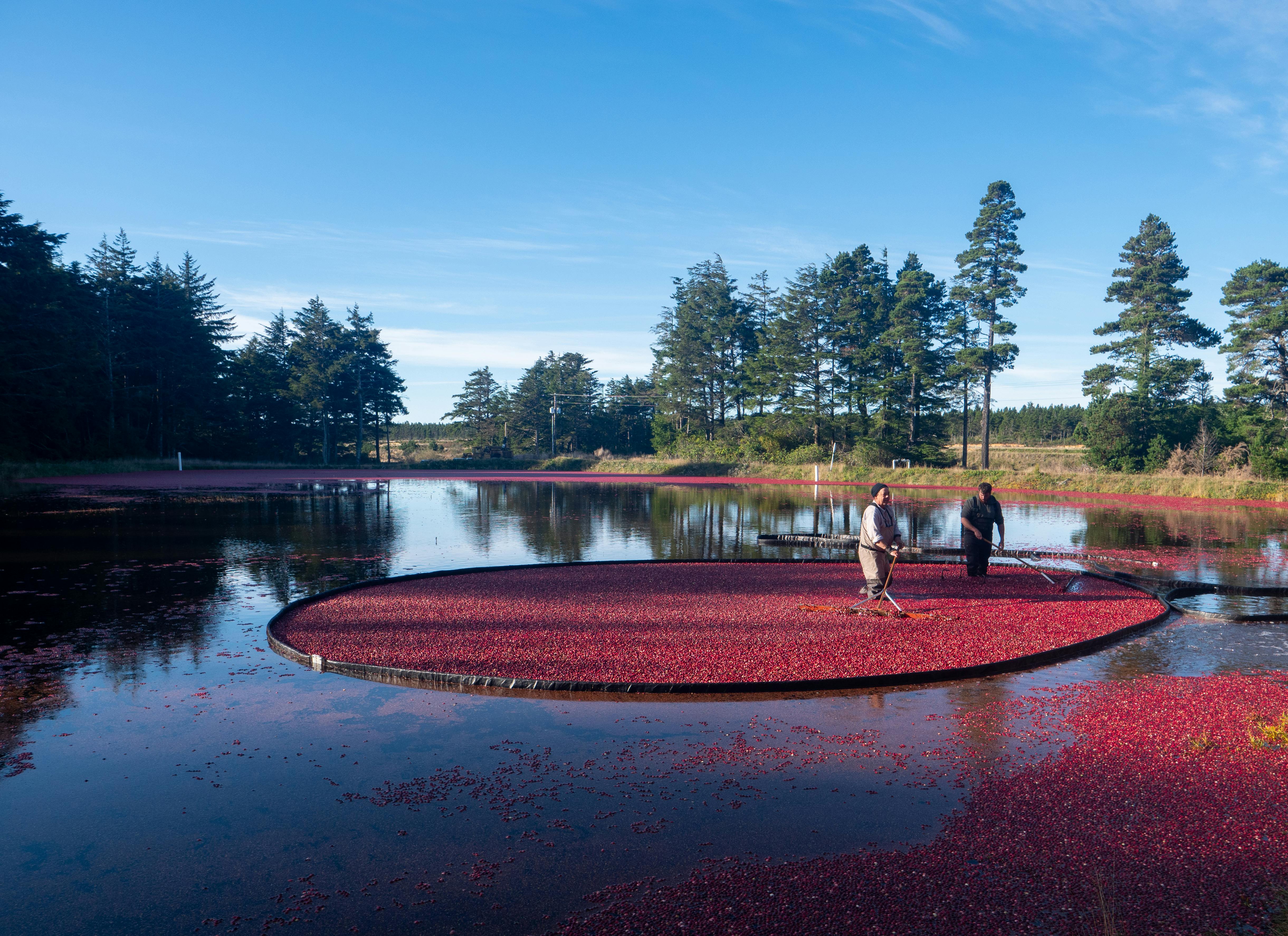 Wet Harvesting in a Cranberry Bog · Free Stock Photo