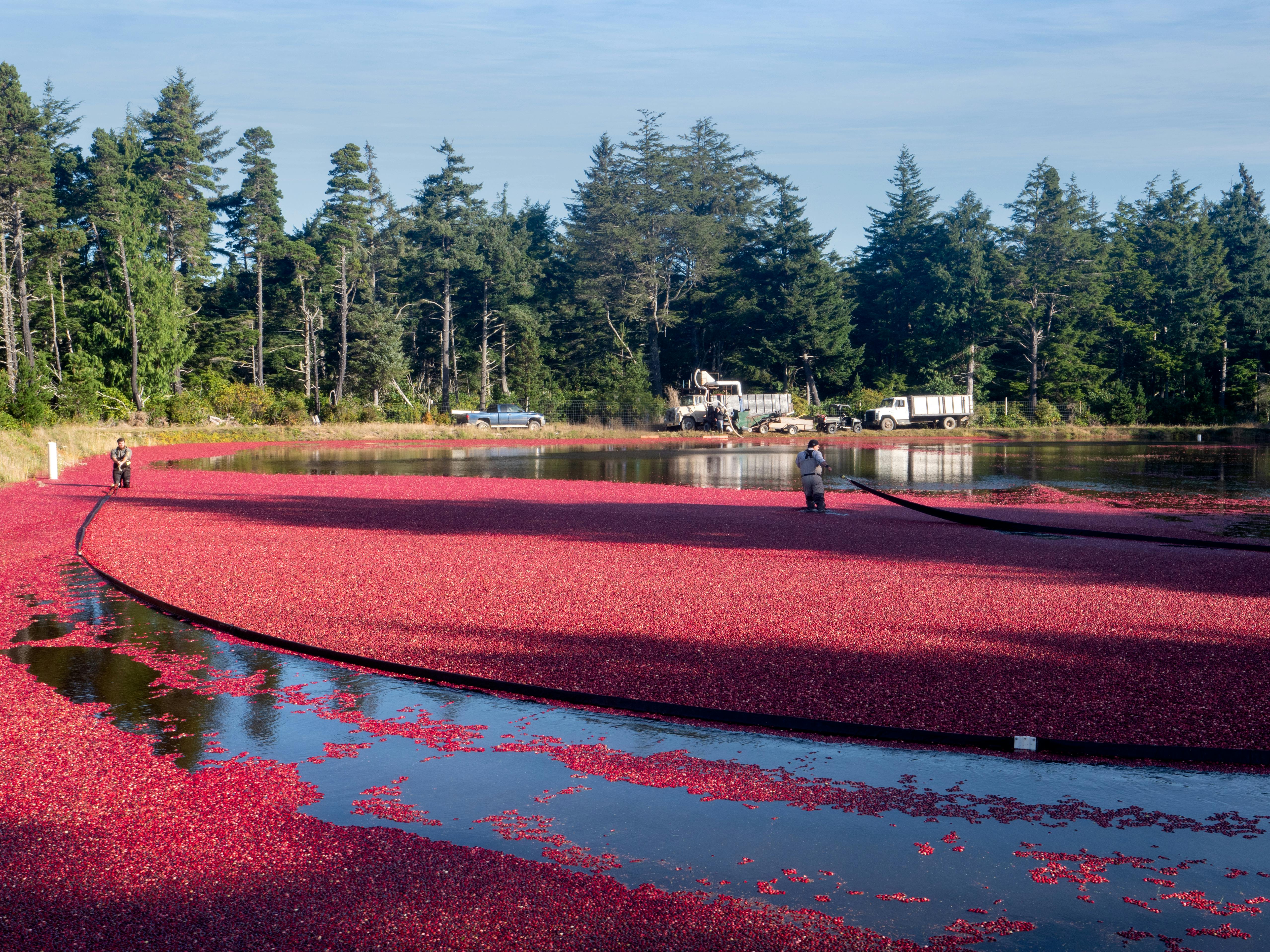 Cranberry Field Photos, Download The BEST Free Cranberry Field Stock ...
