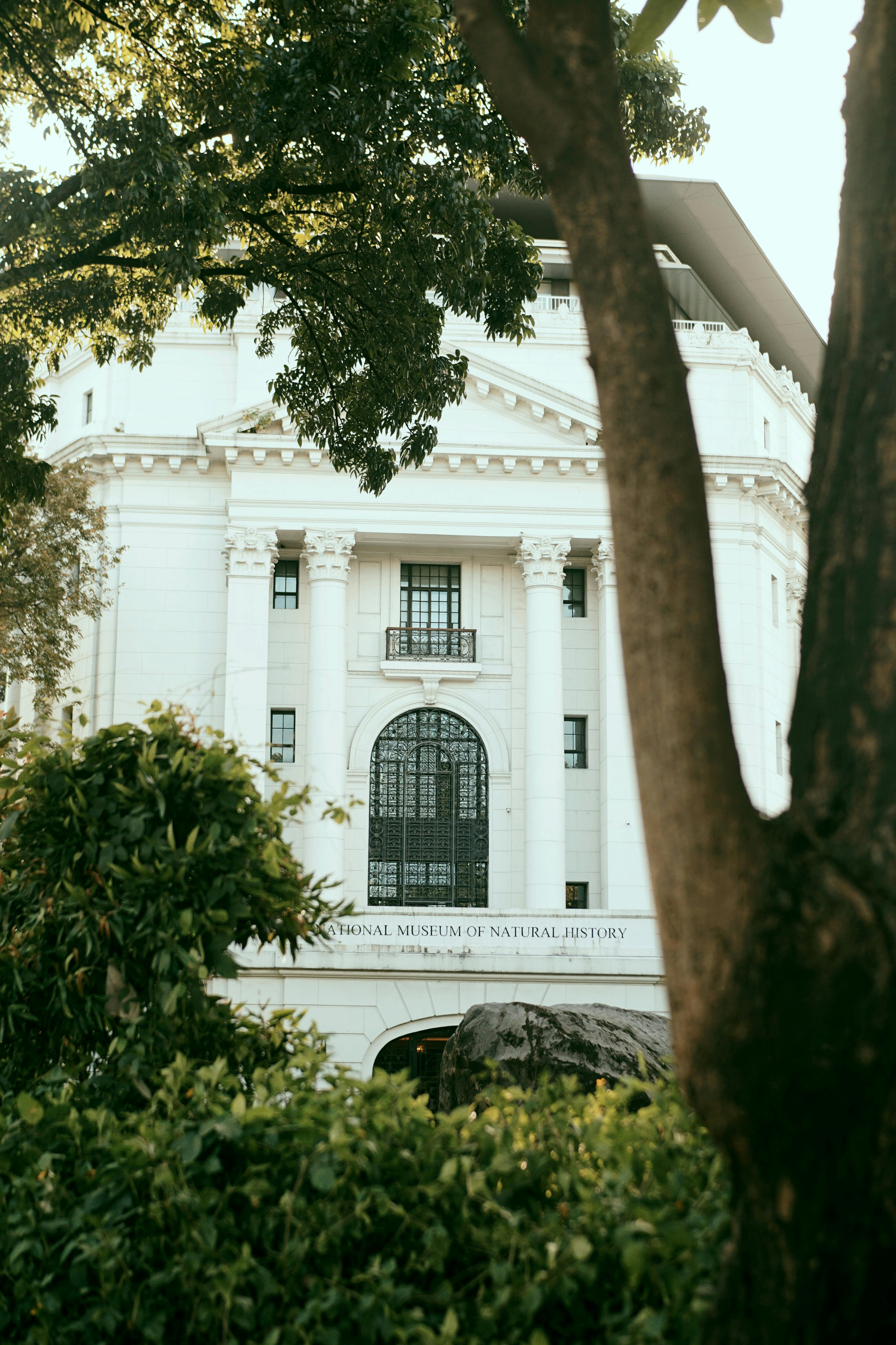 A Museum behind a Tree · Free Stock Photo