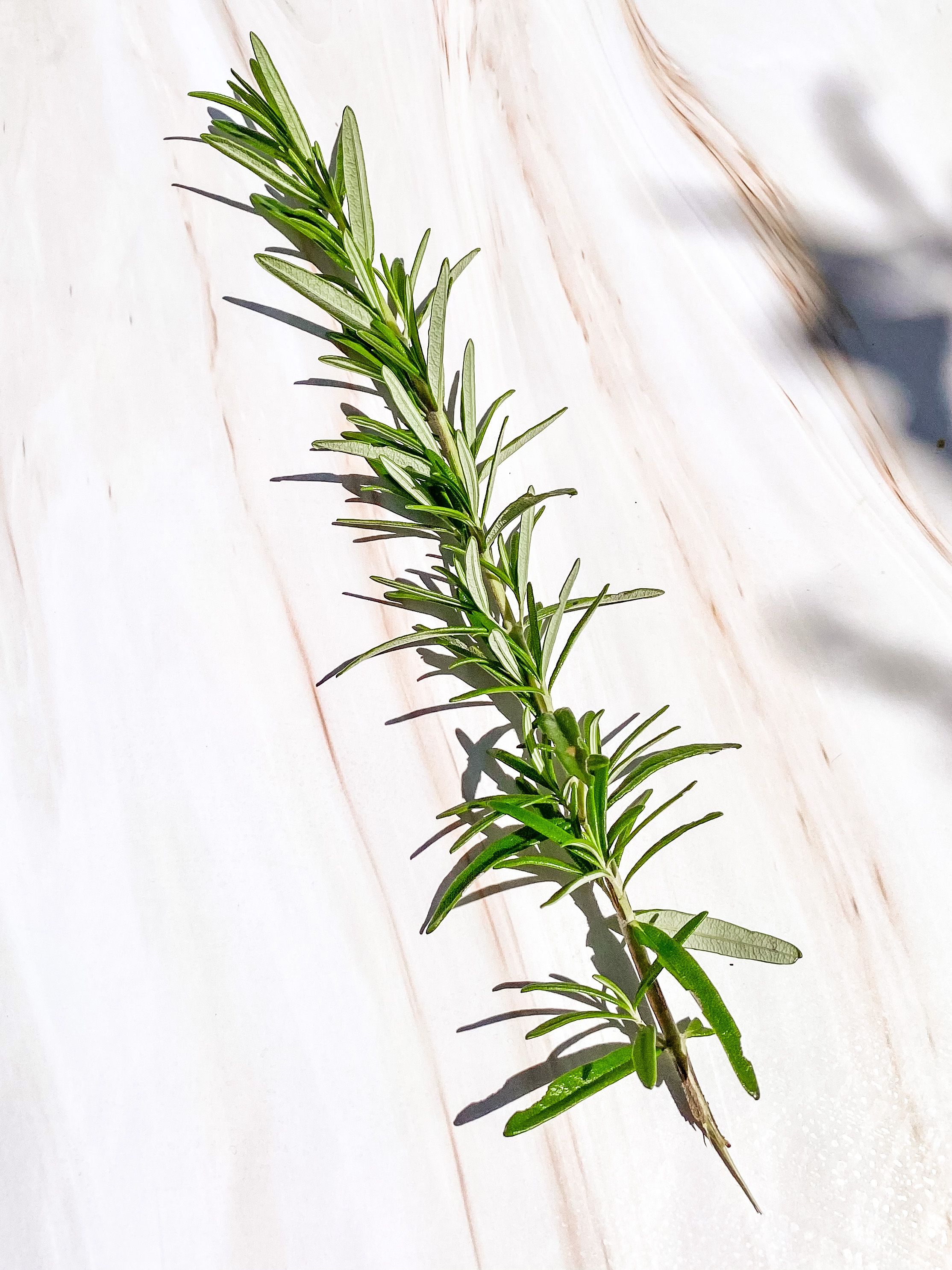Green Rosemary Branch on the Table · Free Stock Photo