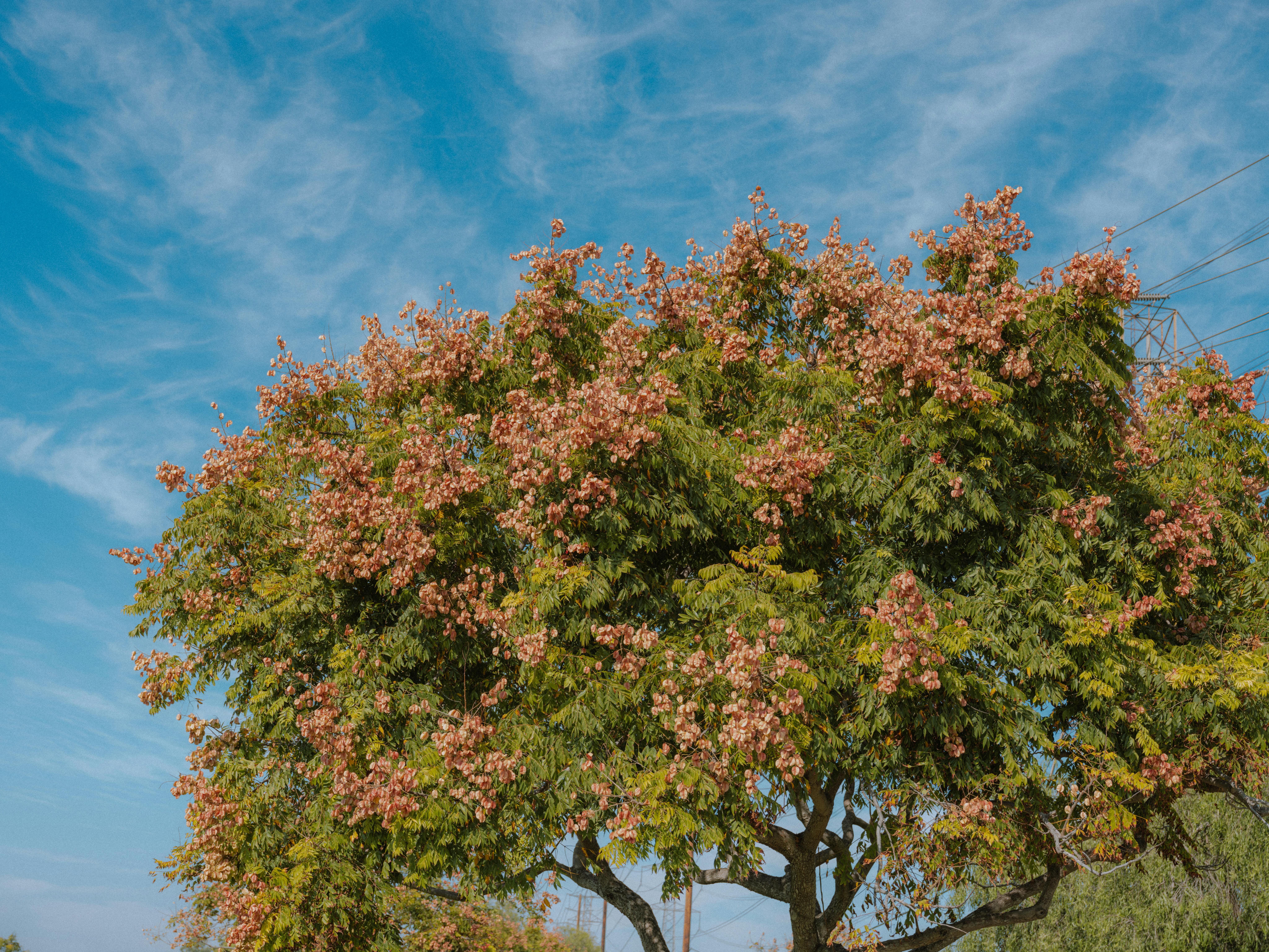 Flowering Tree Under Blue Sky · Free Stock Photo