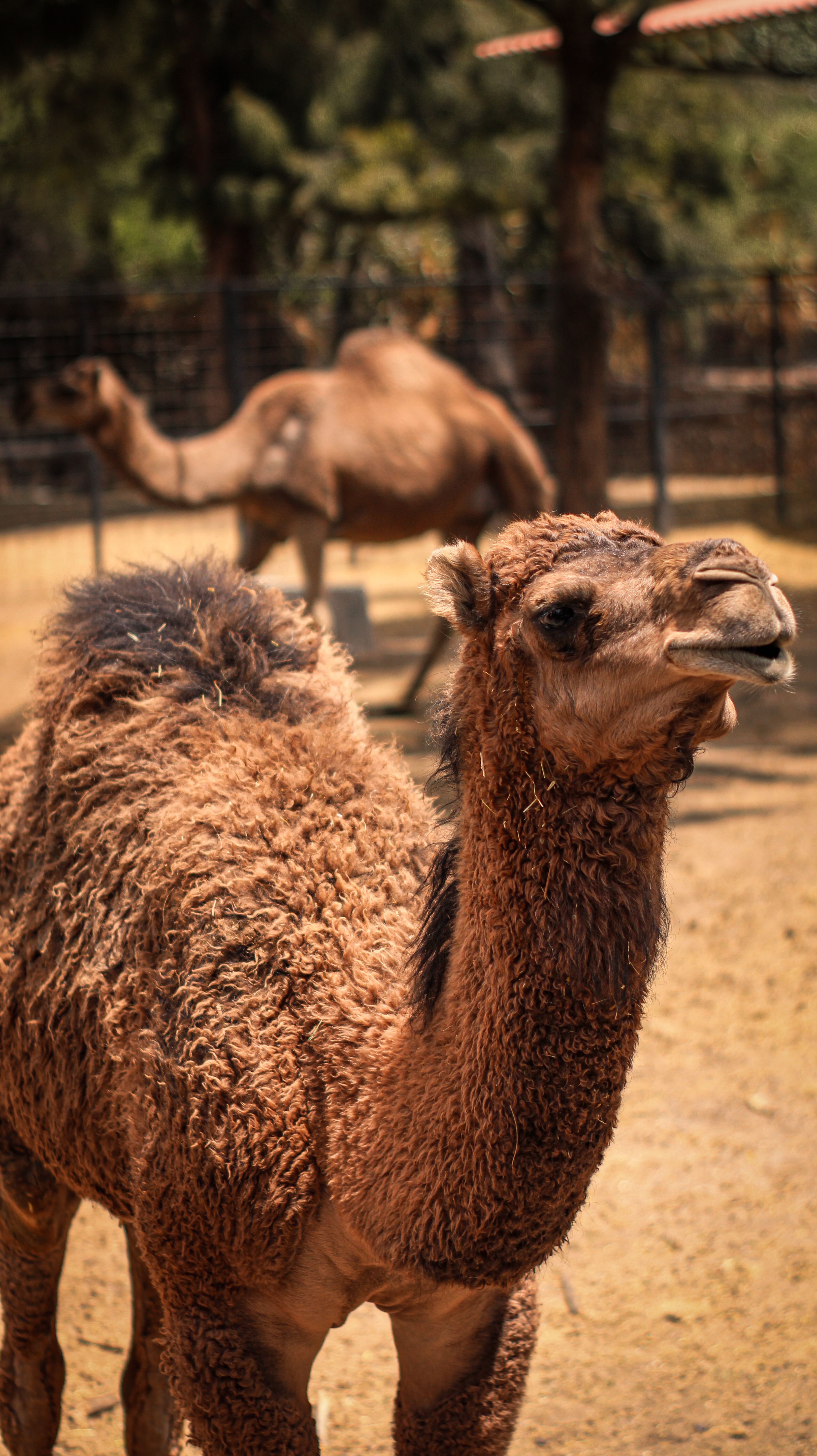 Close-up Photo of a Camel · Free Stock Photo