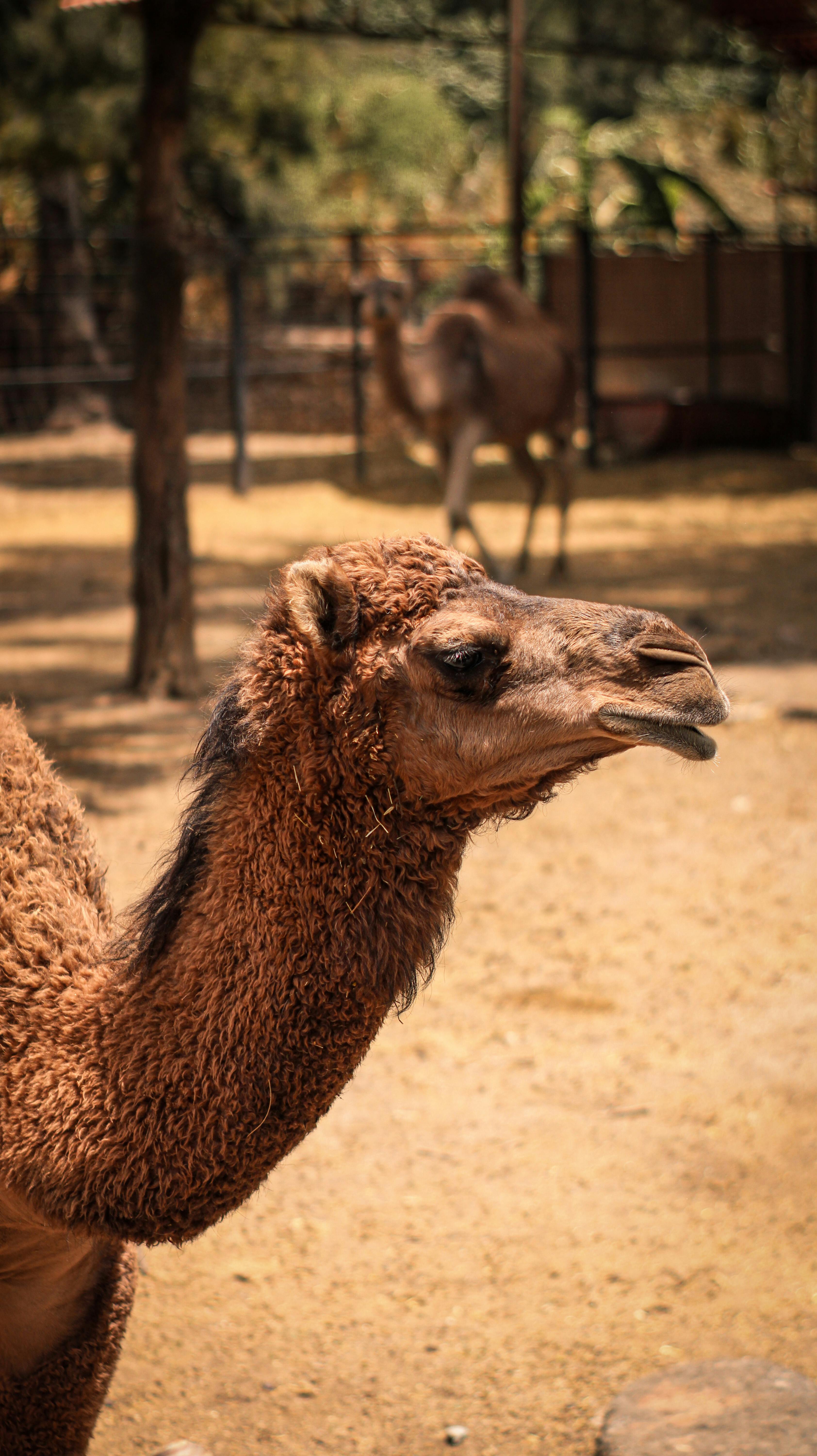 Close-up Photo of a Camel · Free Stock Photo