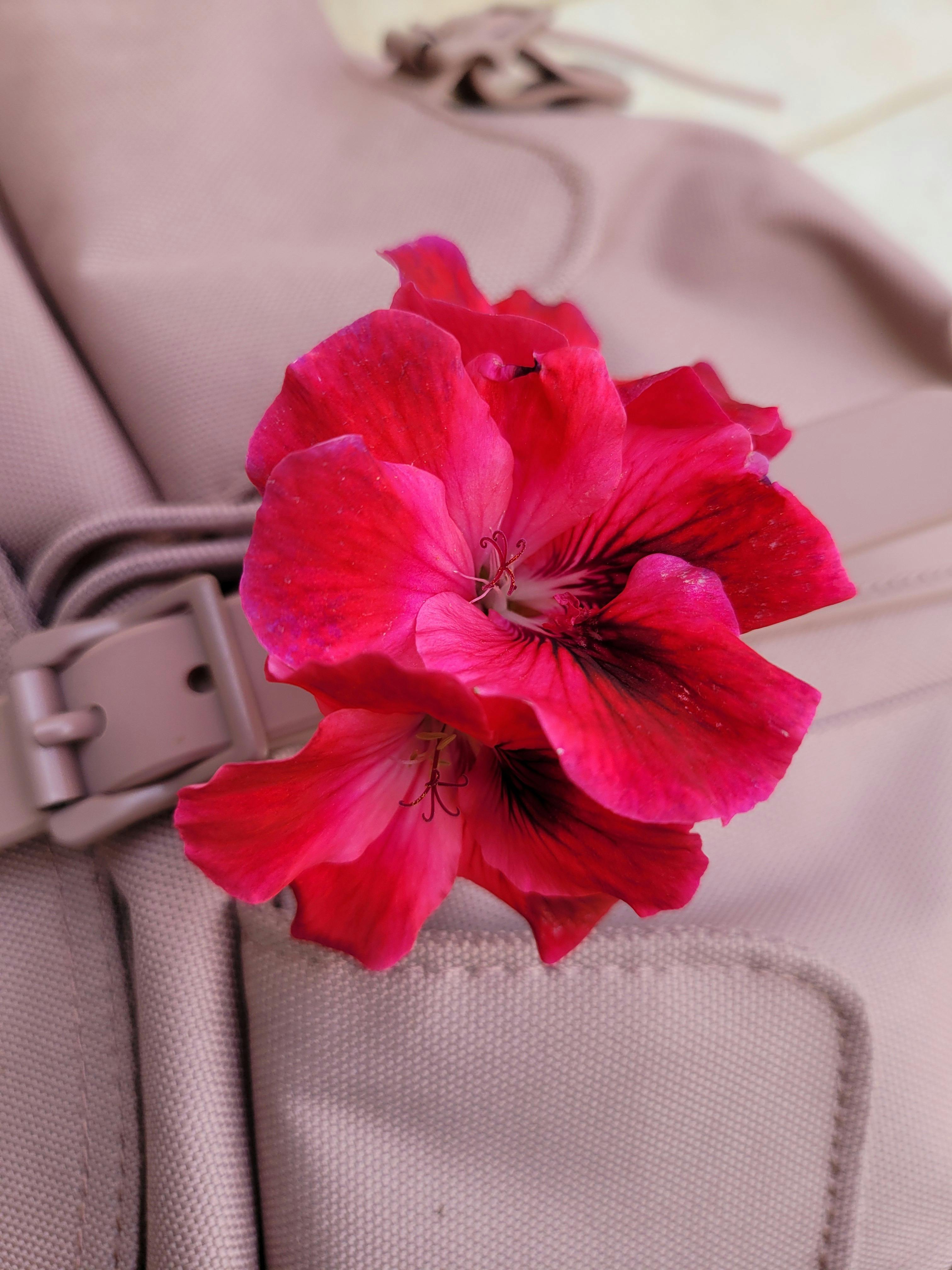 Flowers 11 Photos & Videos Collected by Sawsan Zabad