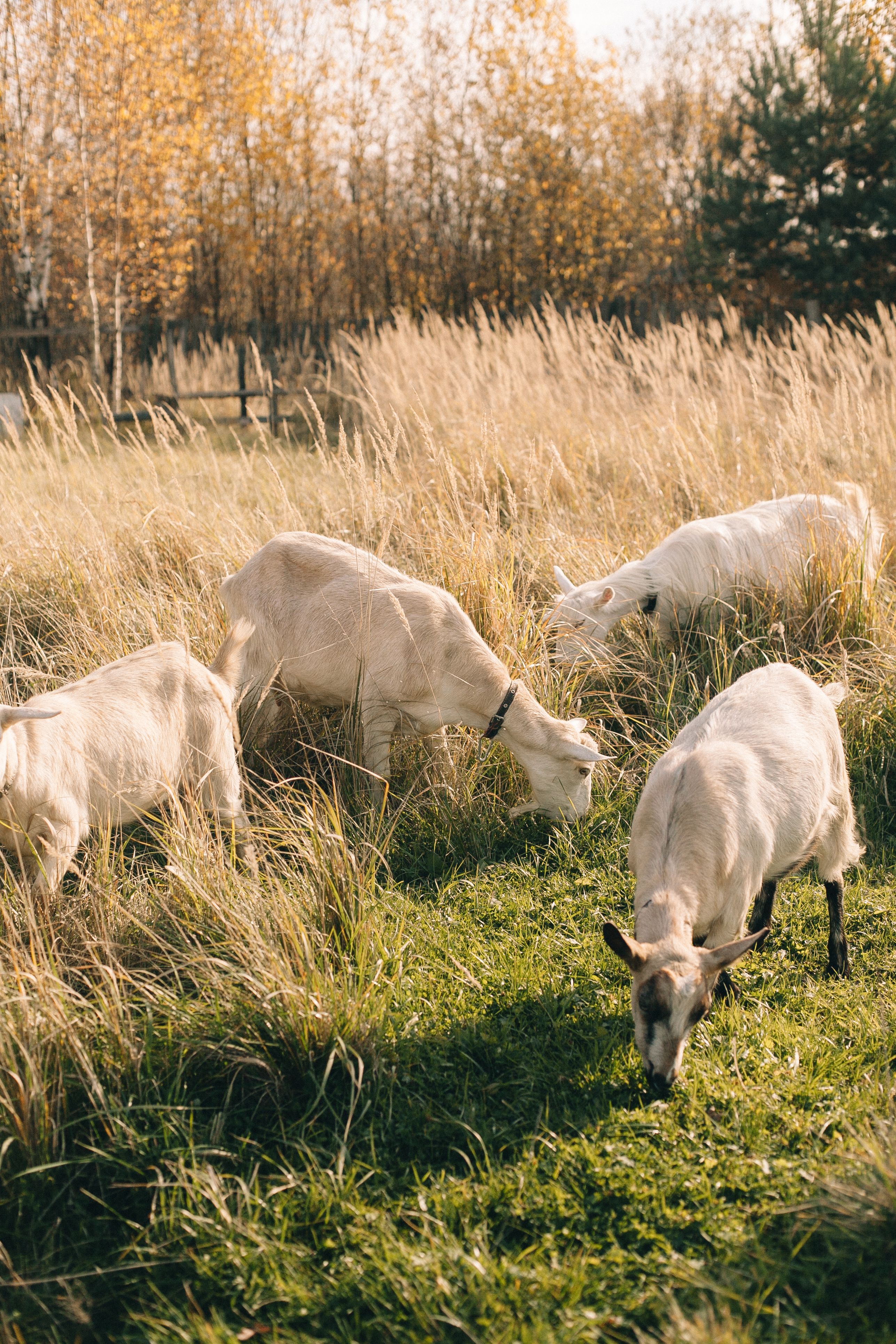 Herd of Goat on Grass Field · Free Stock Photo