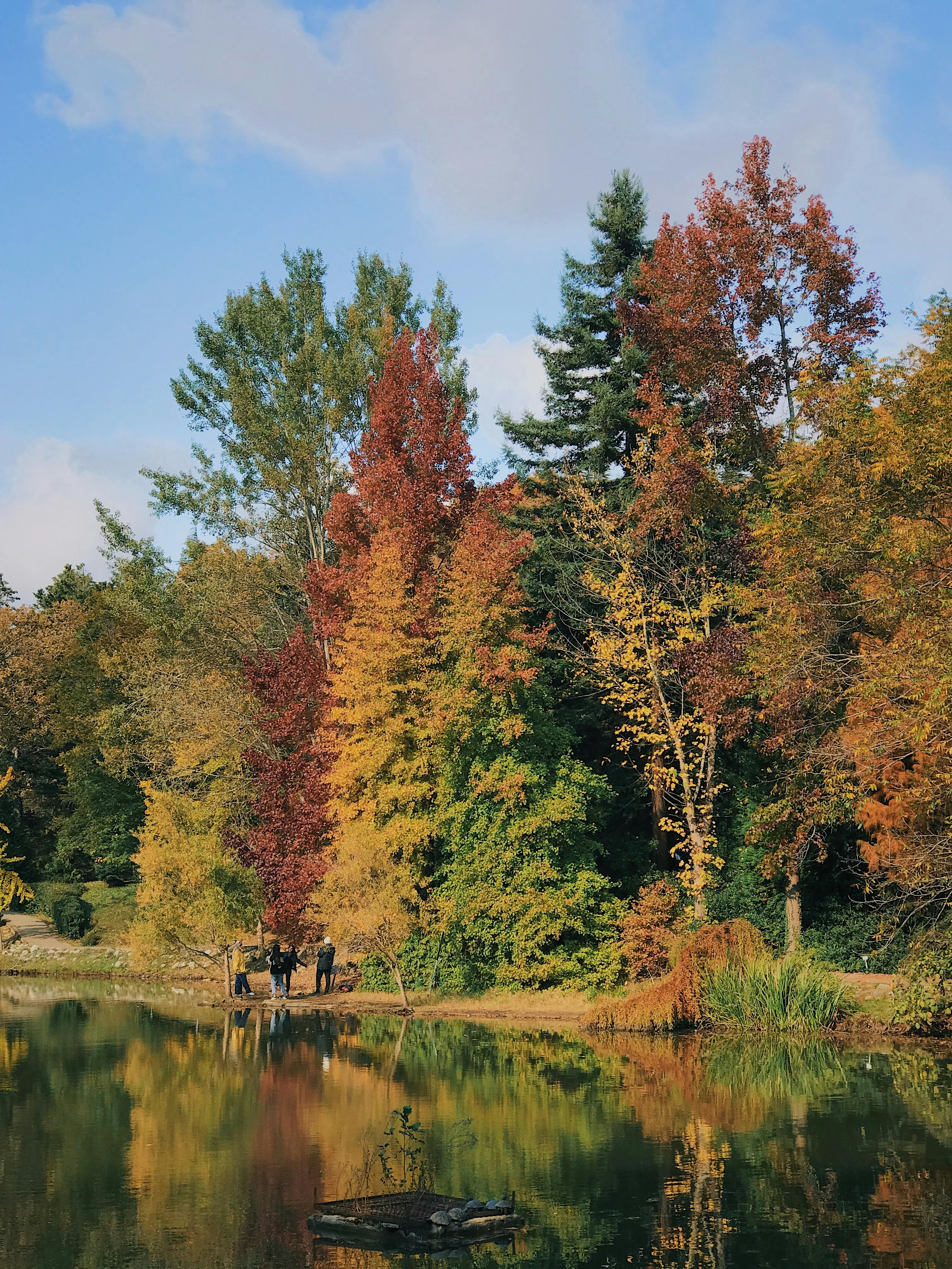 Trees on Lakeside during Autumn · Free Stock Photo