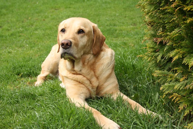 Brown and White Lab Breed Overview and Essential Care Guide