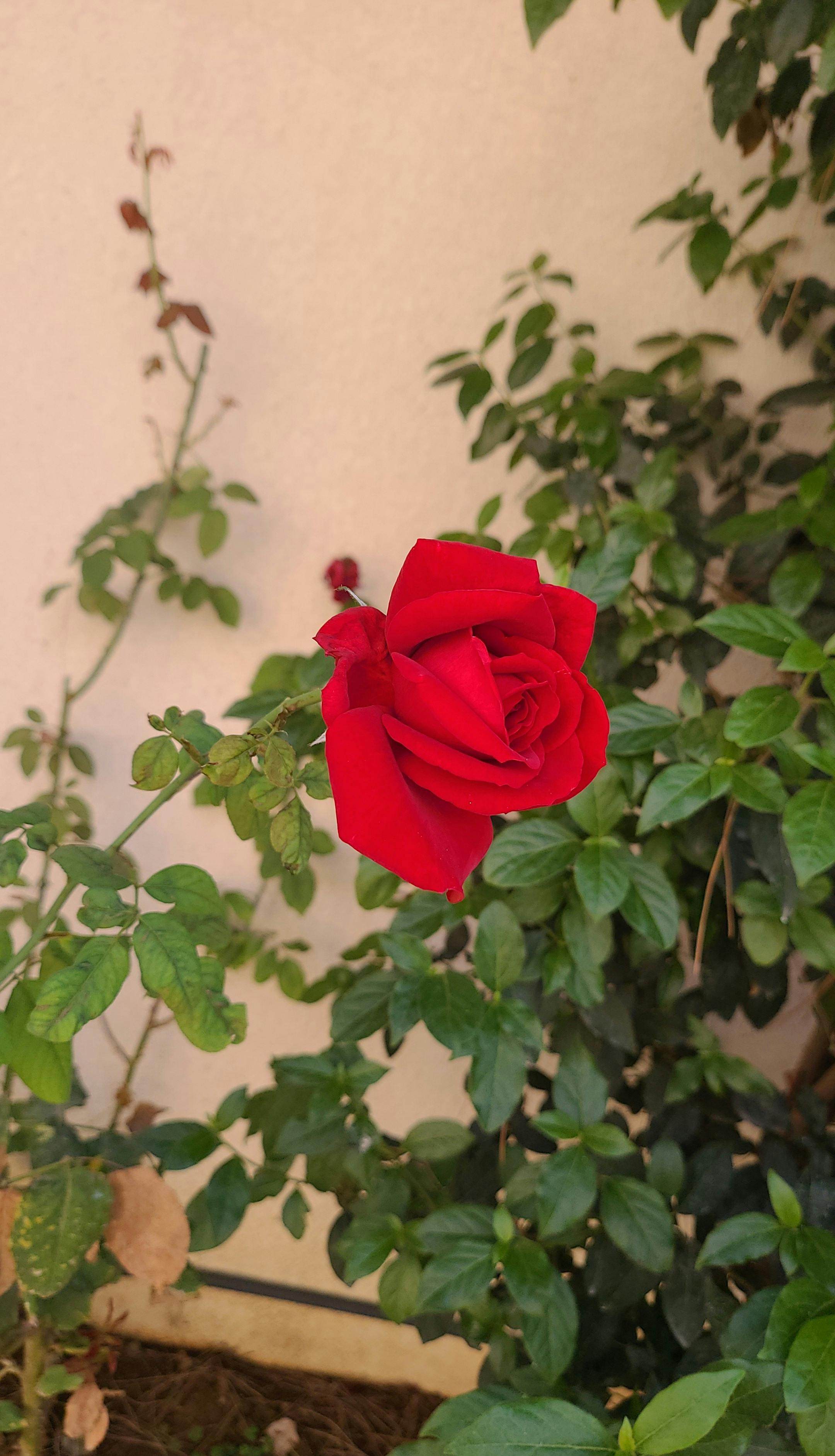 Flowers 11 Photos & Videos Collected by Sawsan Zabad