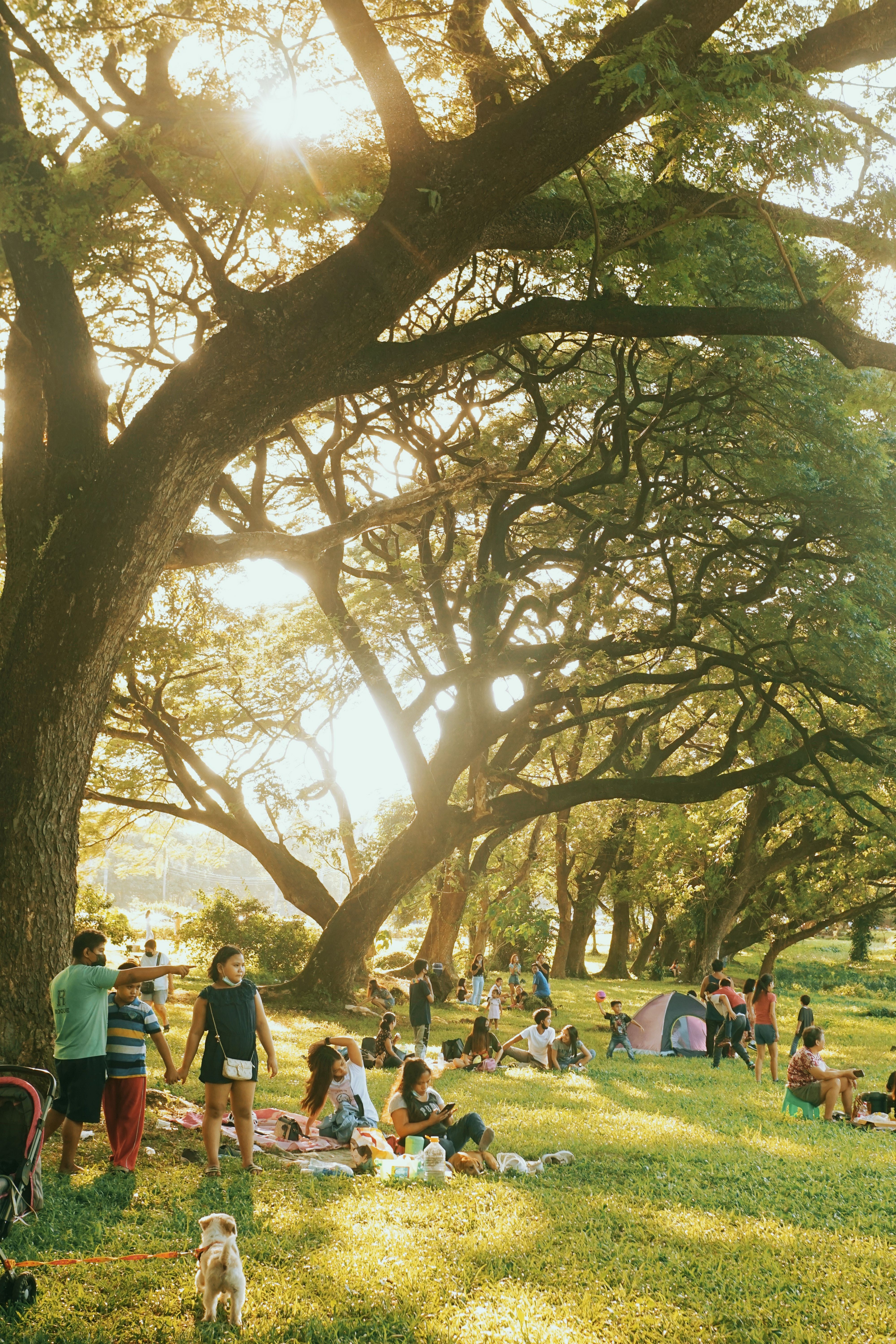 People Enjoying the Forest Park · Free Stock Photo