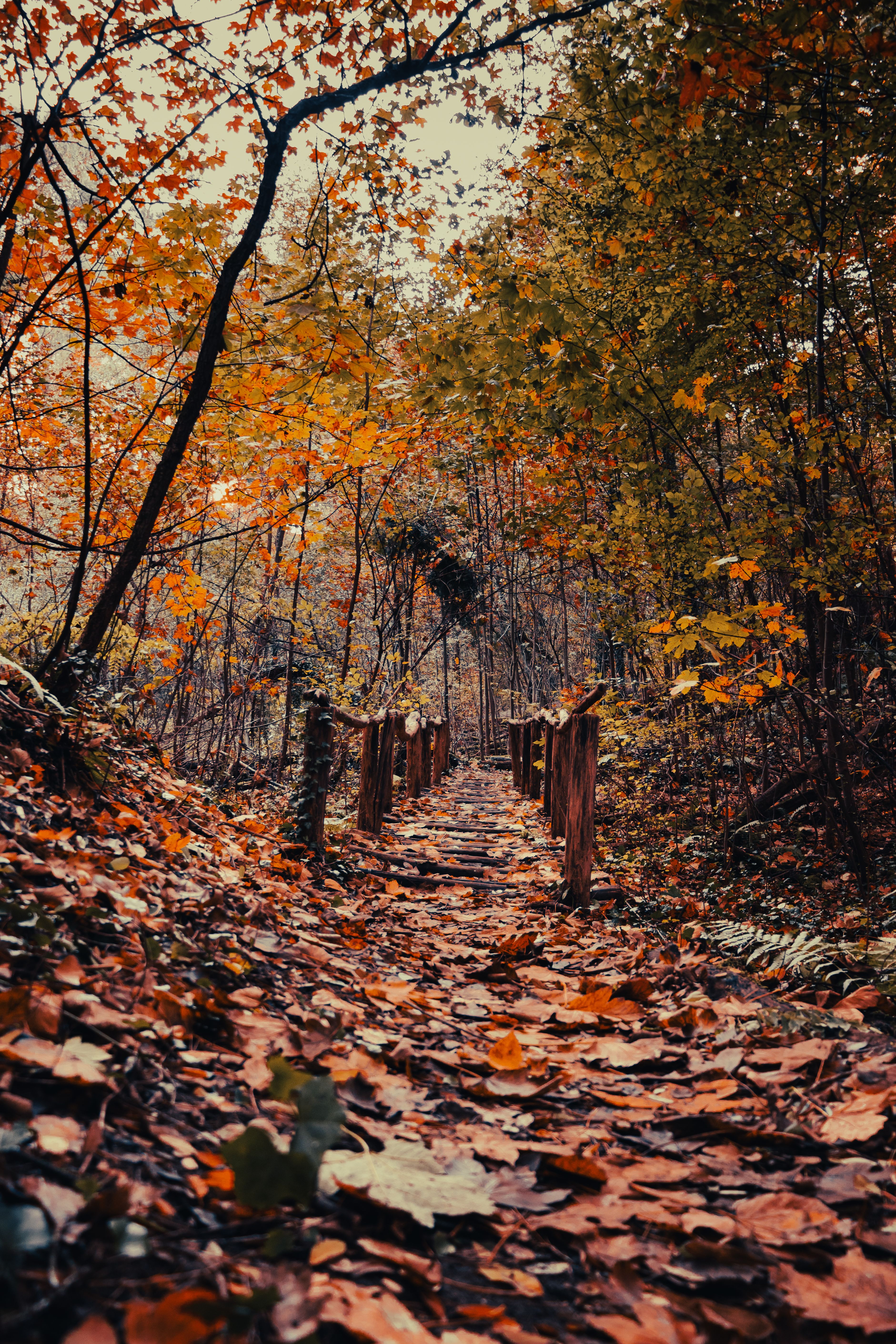 Enchanted Autumn Pathway in a Serene Forest · Free Stock Photo