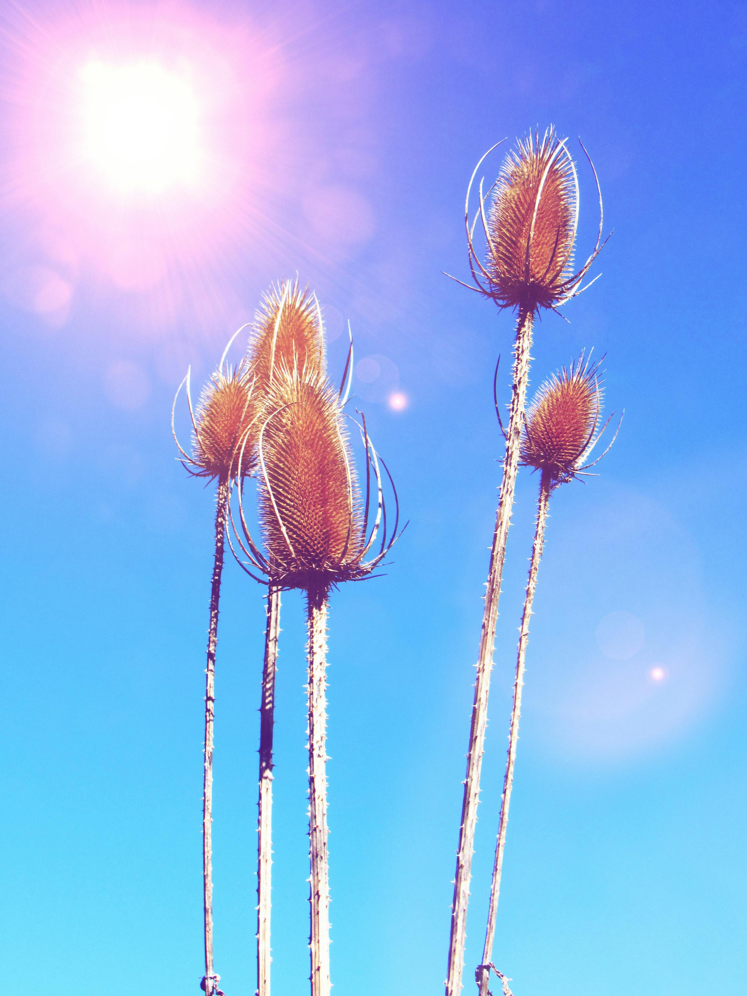 Temporal Light Photos, Download The BEST Free Temporal Light Stock ...