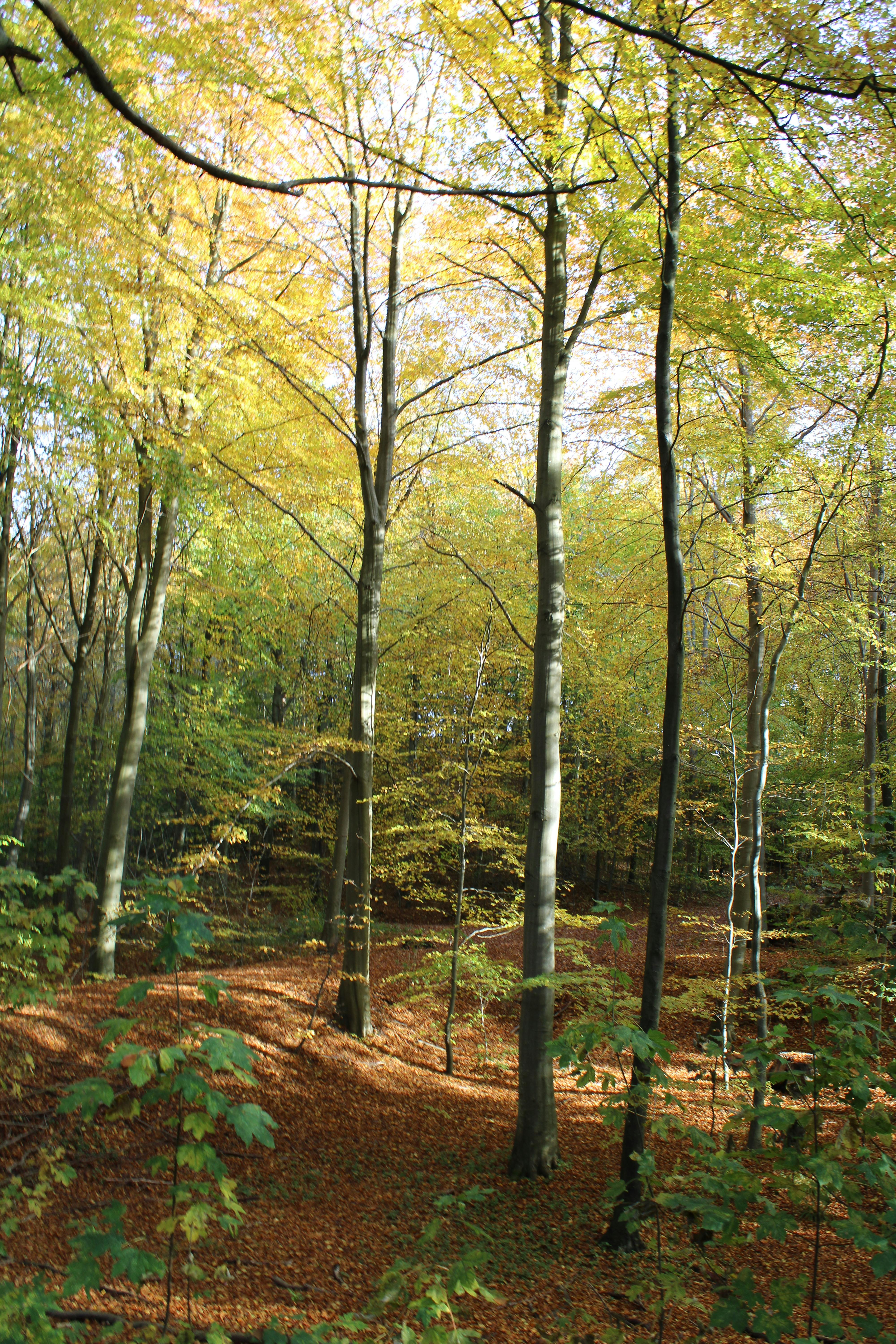 A Forest Floor Covered with Brown Dried Leaves and Lush Green Trees ...