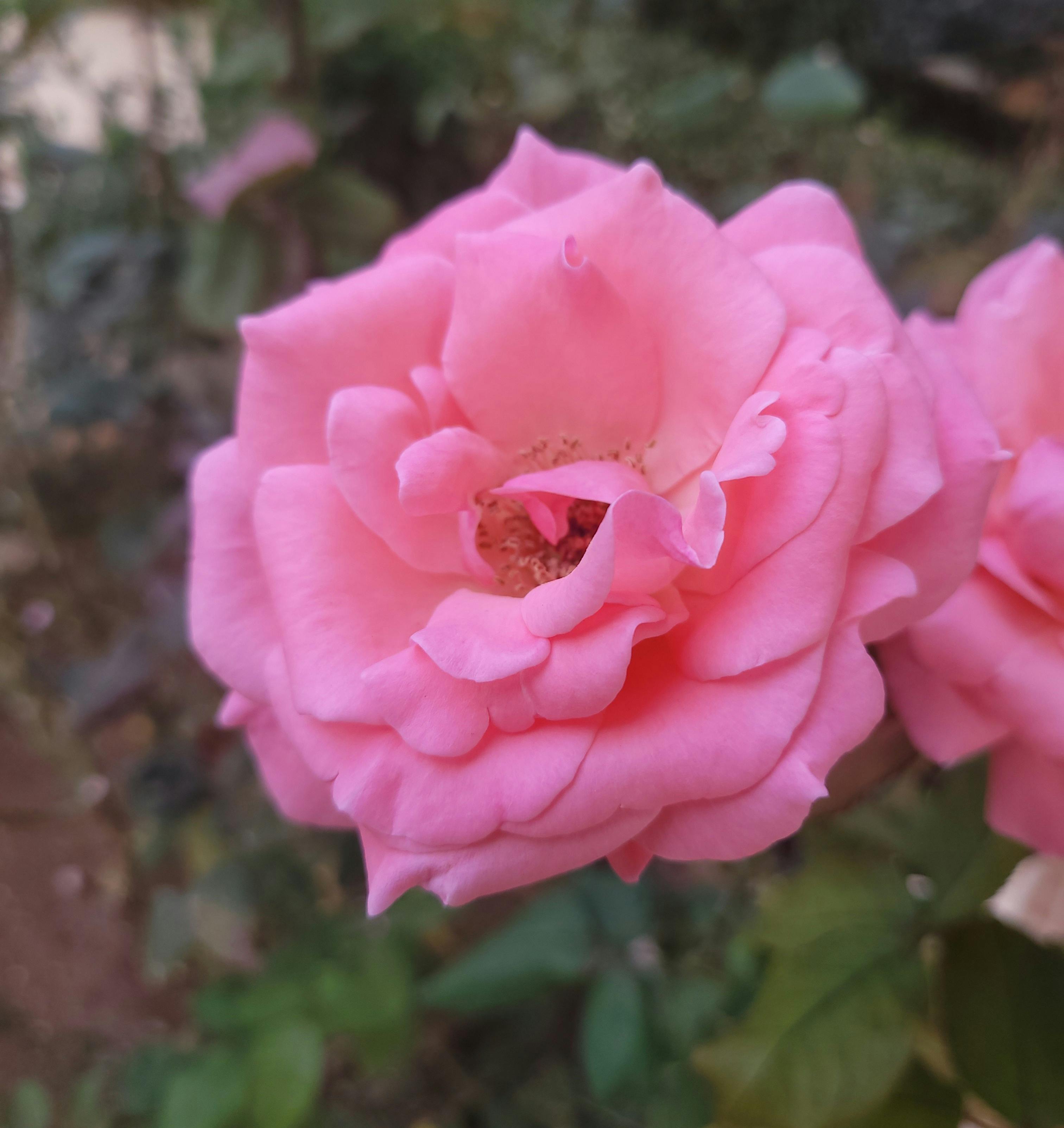 Flowers 11 Photos & Videos Collected by Sawsan Zabad