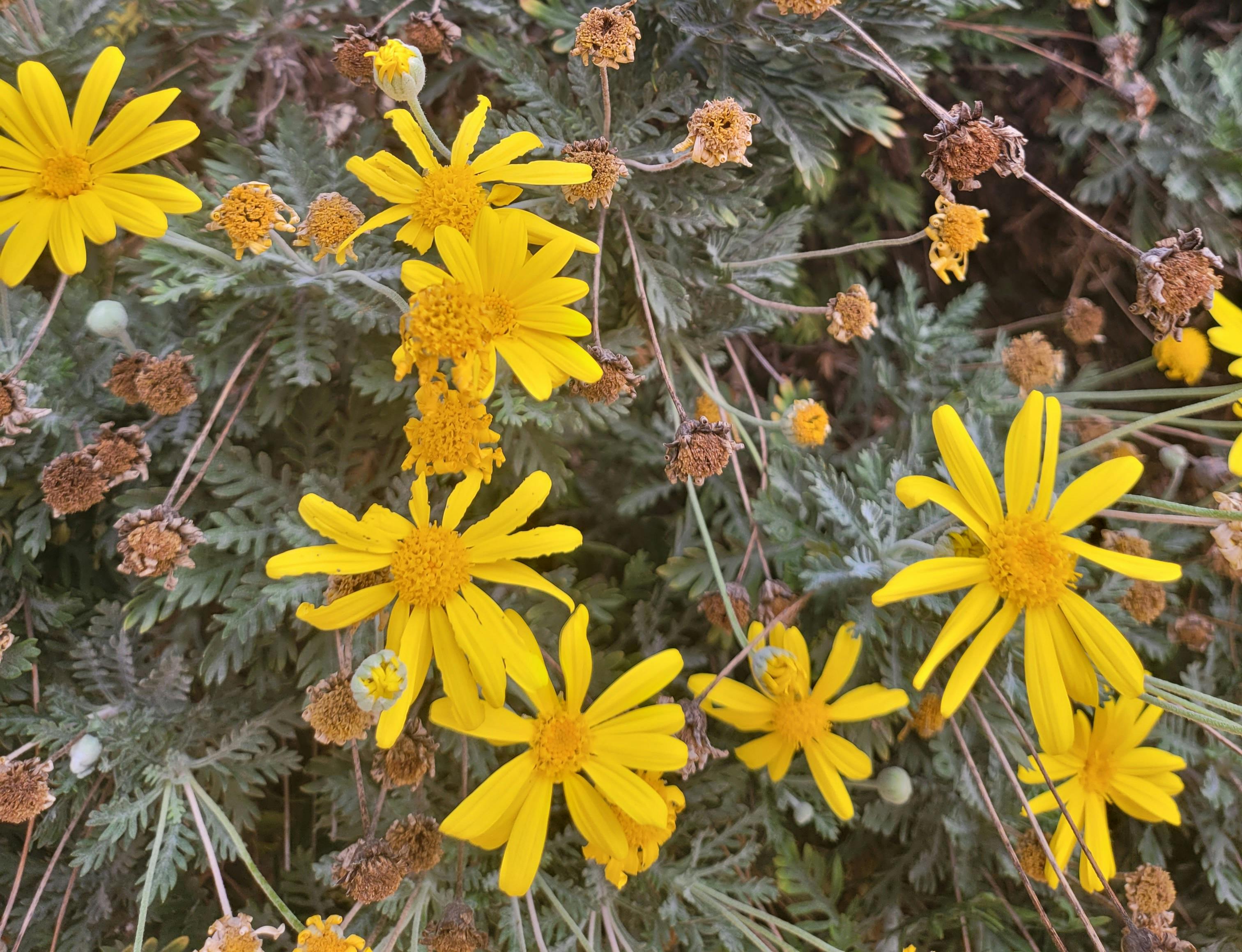 Flowers 11 Photos & Videos Collected by Sawsan Zabad