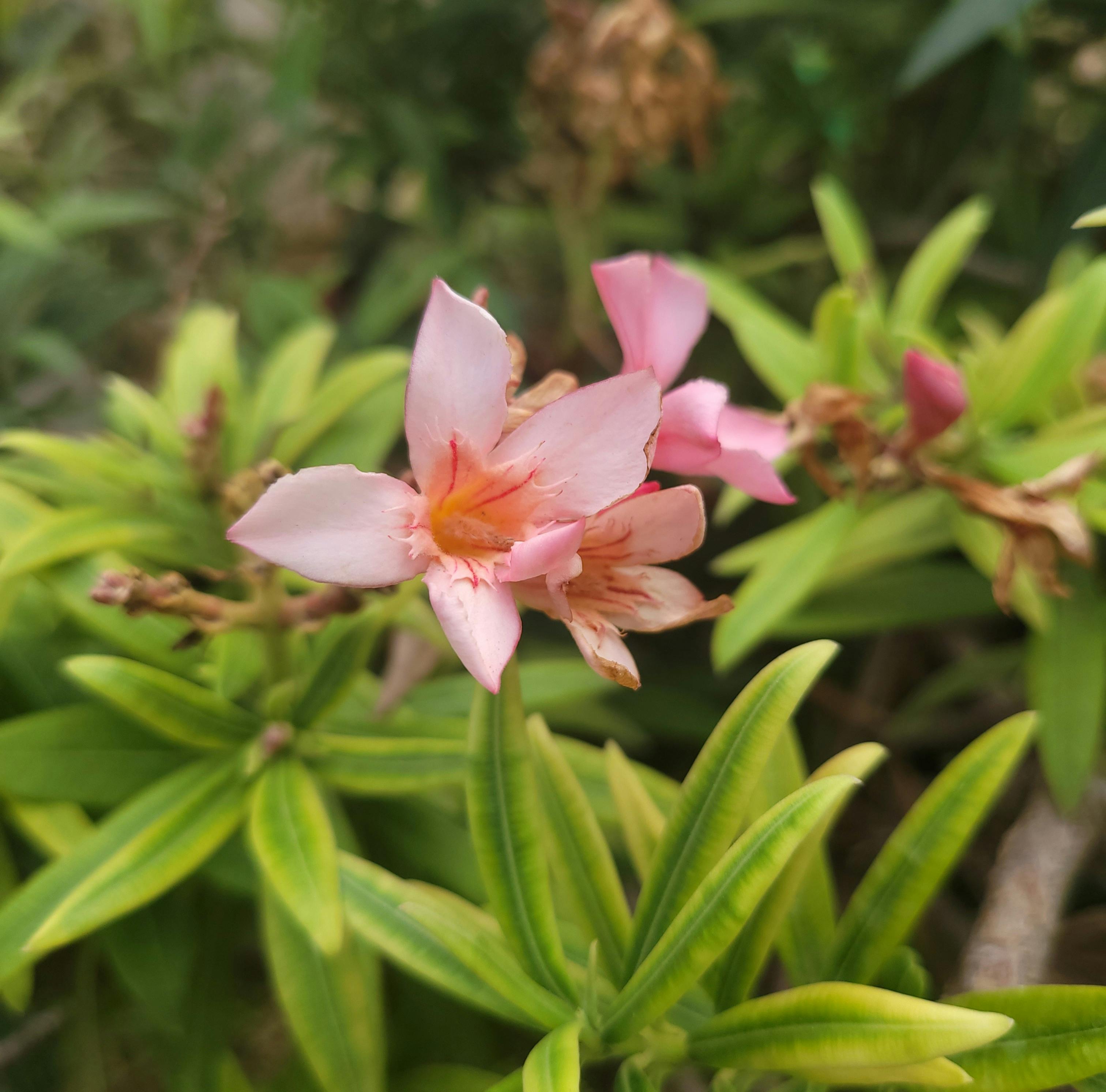 Flowers 11 Photos & Videos Collected by Sawsan Zabad