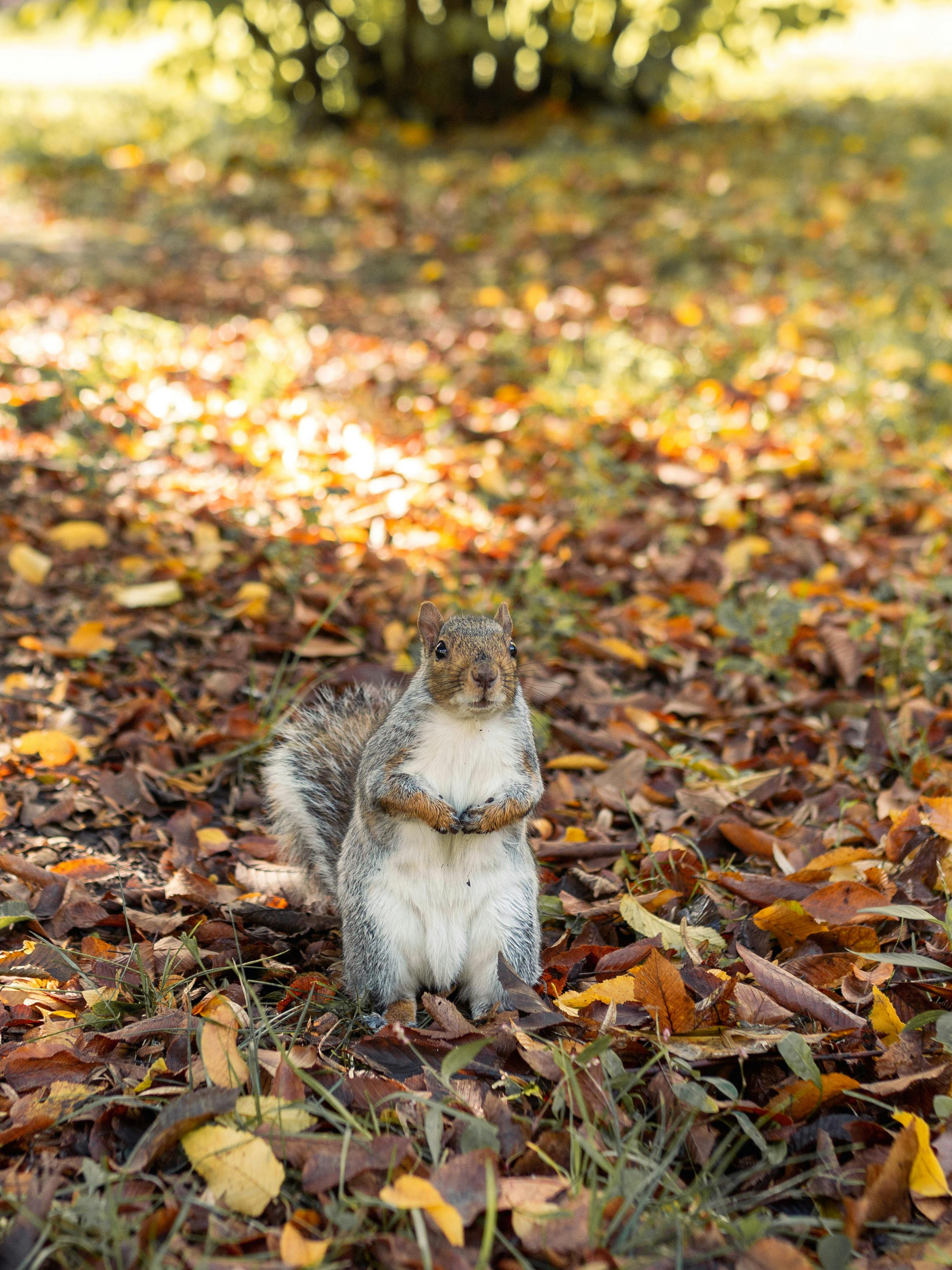 Close-up of Squirrel on Field · Free Stock Photo